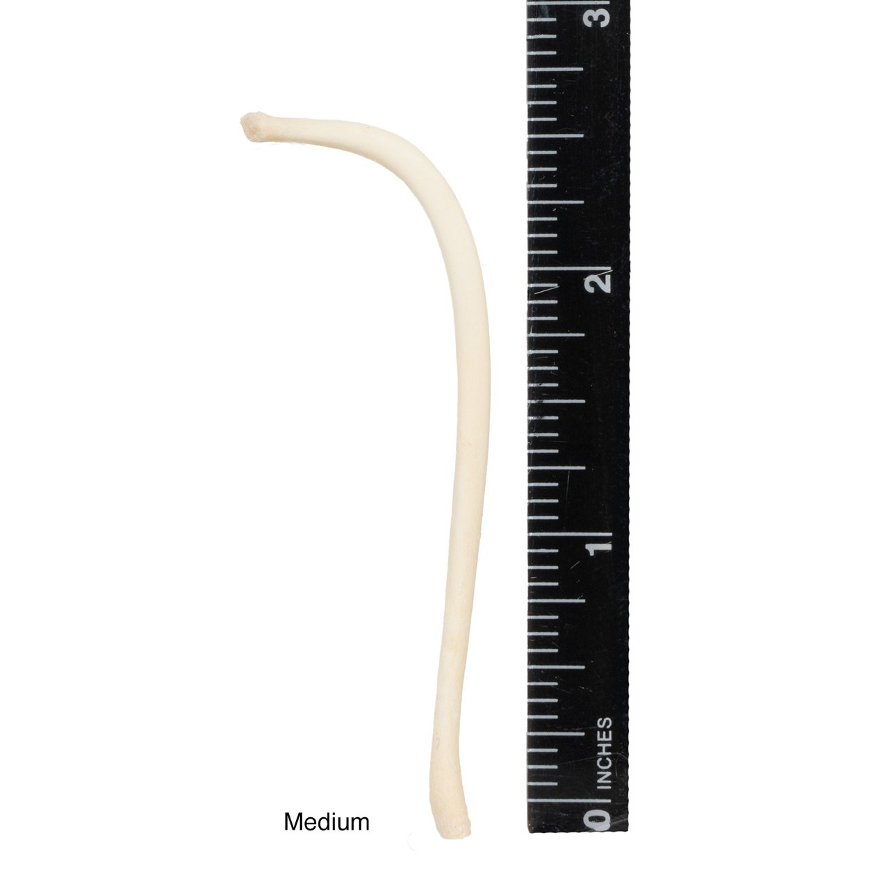 Coon Baculum
