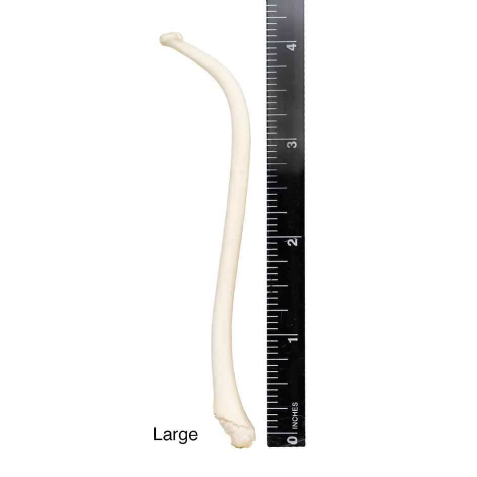 Coon Baculum