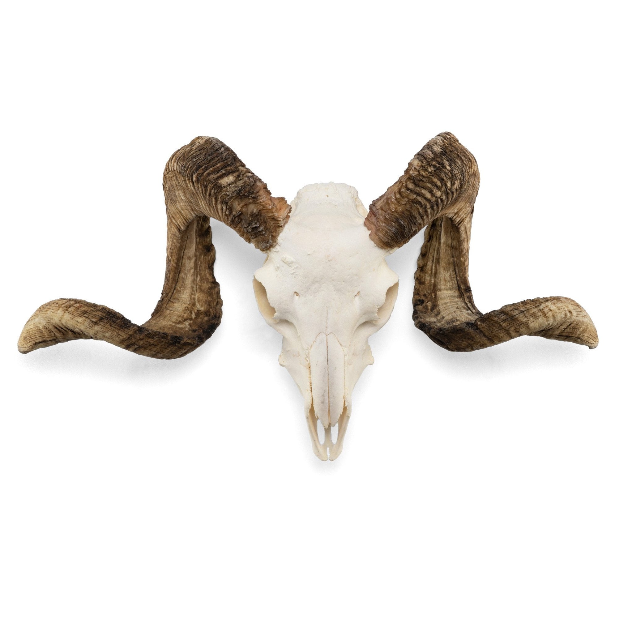 Real Domestic Ram Skull For Sale — Skulls Unlimited International, Inc.