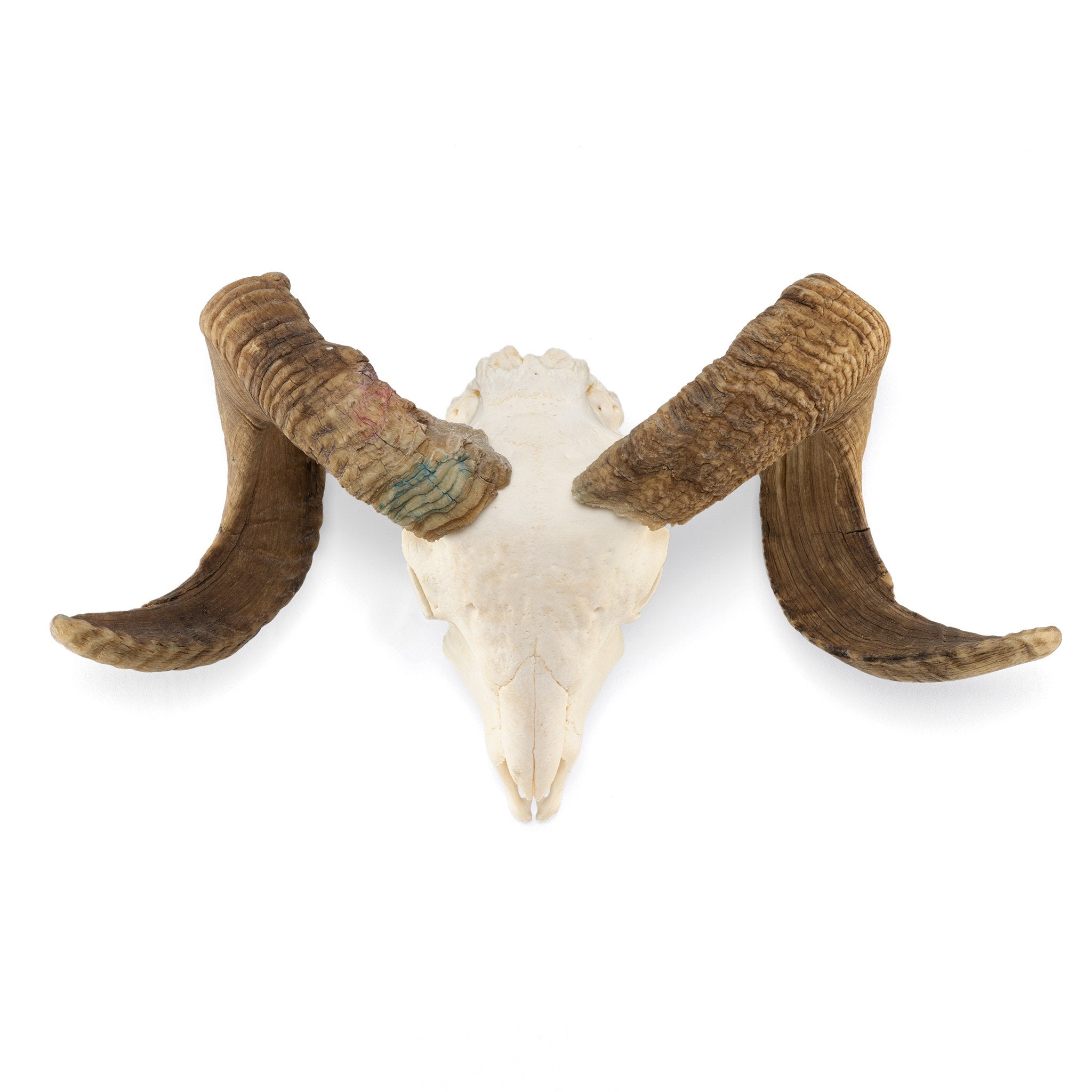 Real Domestic Ram Skull For Sale — Skulls Unlimited International, Inc.