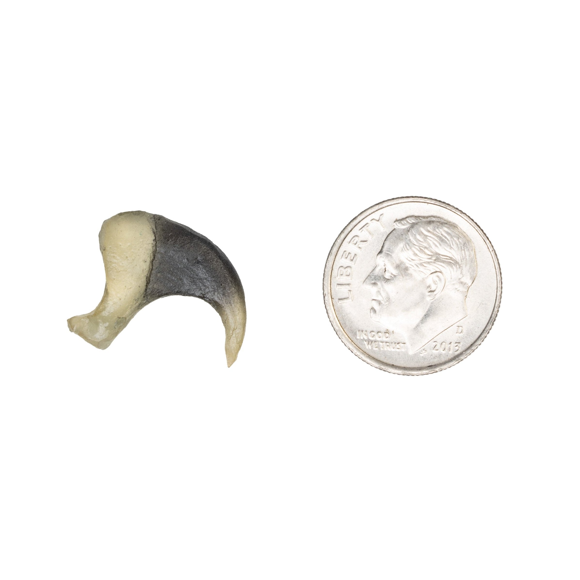 Replica Bobcat Claw For Sale — Skulls Unlimited International, Inc.
