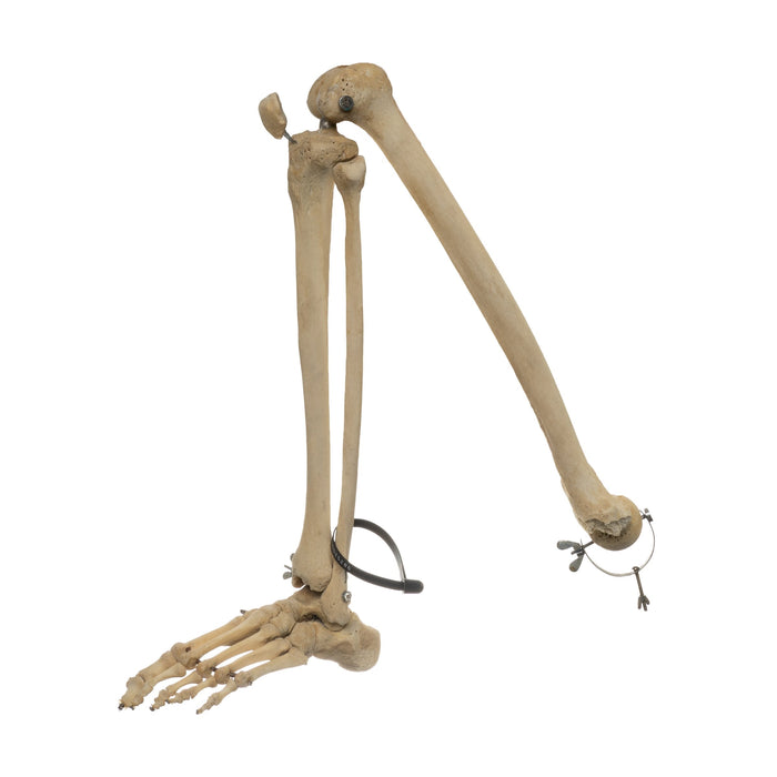 Real Skeleton Leg