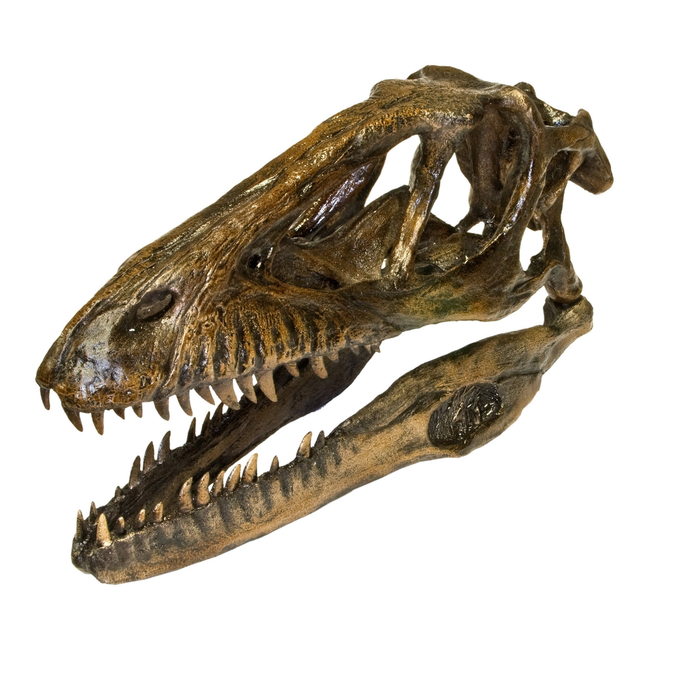 Replica Deinonychus Dinosaur Skull For Sale — Skulls Unlimited ...
