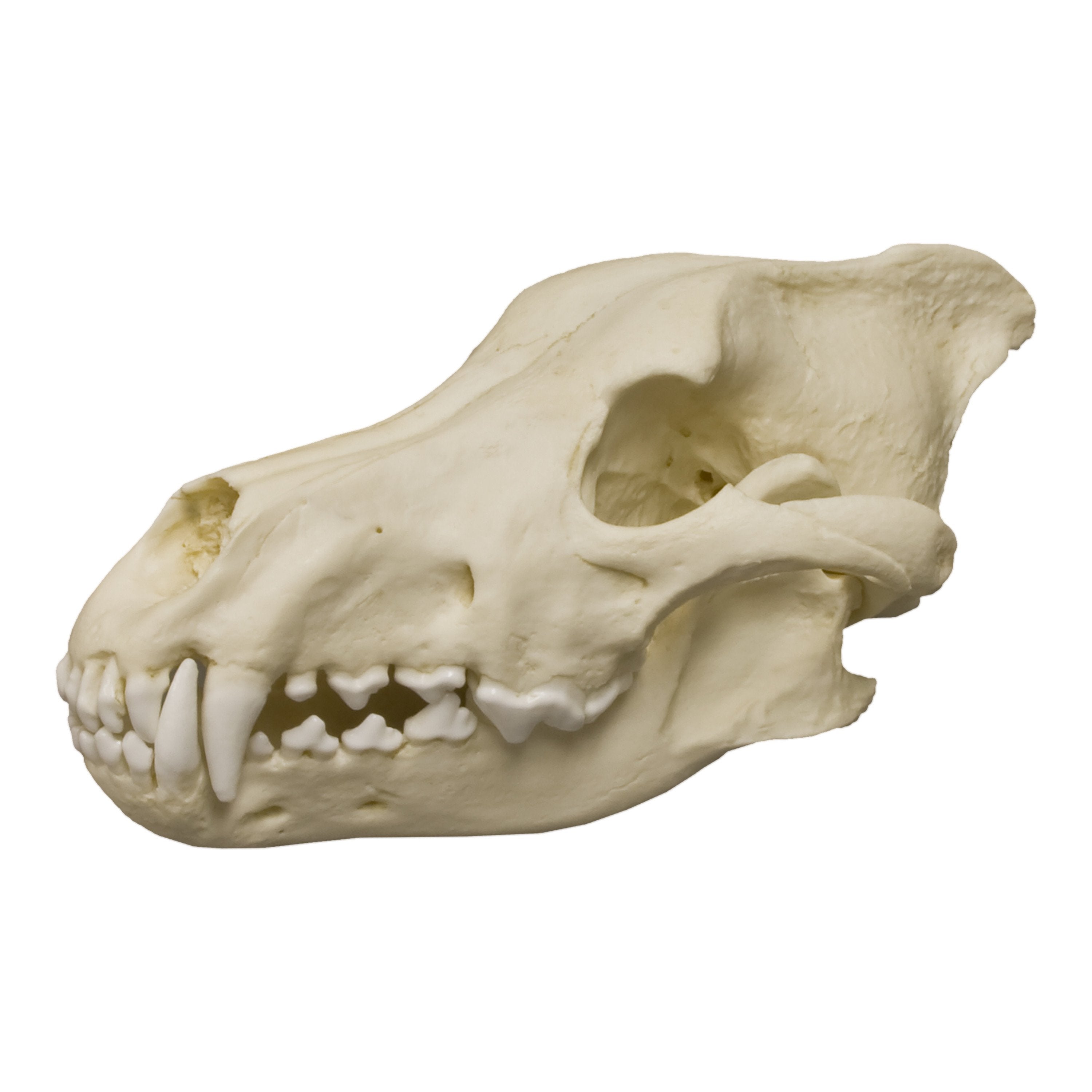 Wolf Skeleton Head