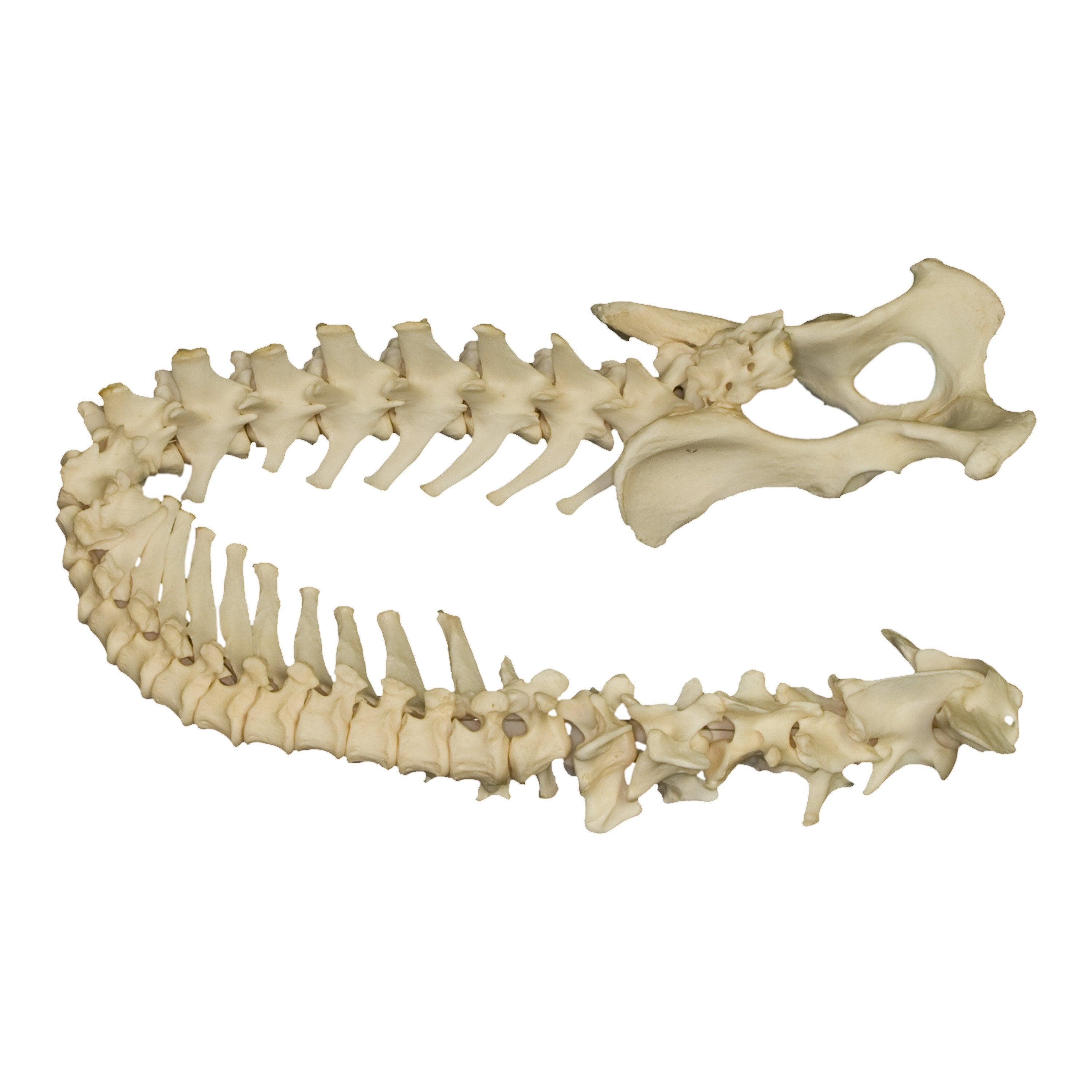 Real Skeleton Spine