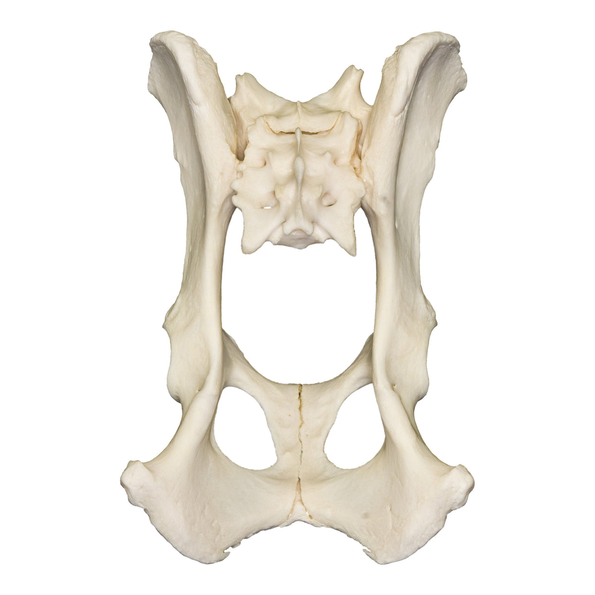 Real Domestic Dog Pelvis — Skulls Unlimited International, Inc.