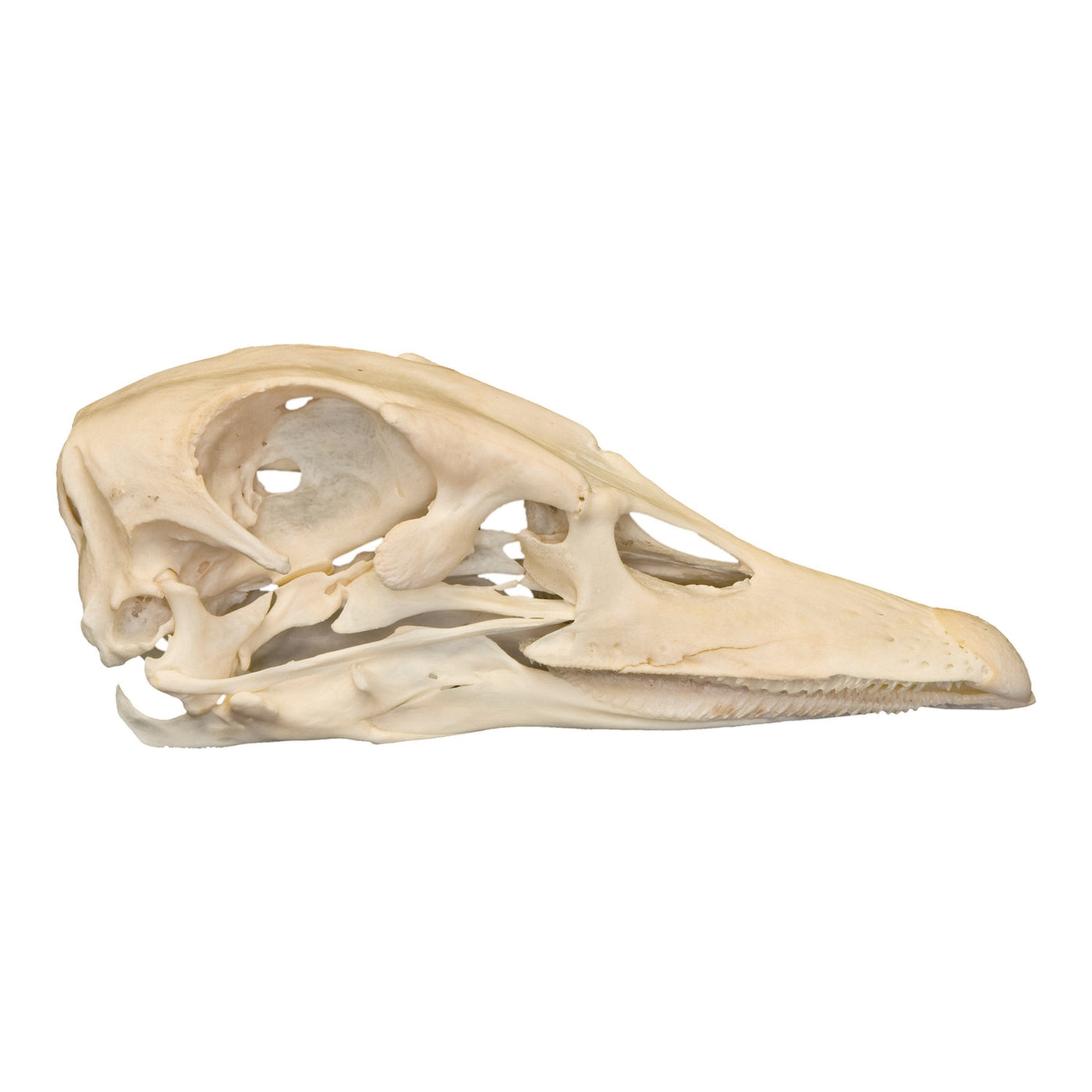 Real Domestic Duck Skull For Sale — Skulls Unlimited International, Inc.
