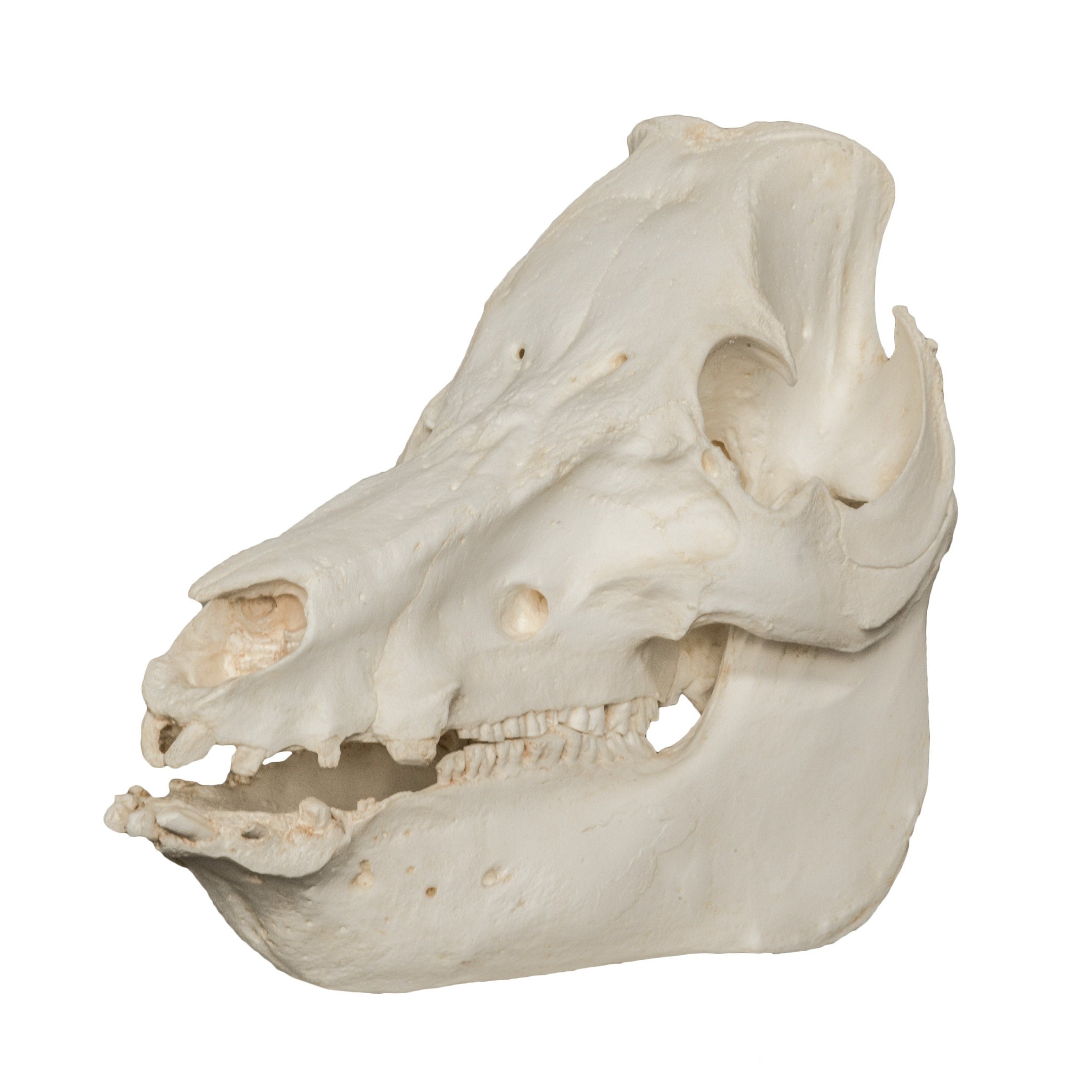 Replica Domestic Pig Skull — Skulls Unlimited International, Inc.