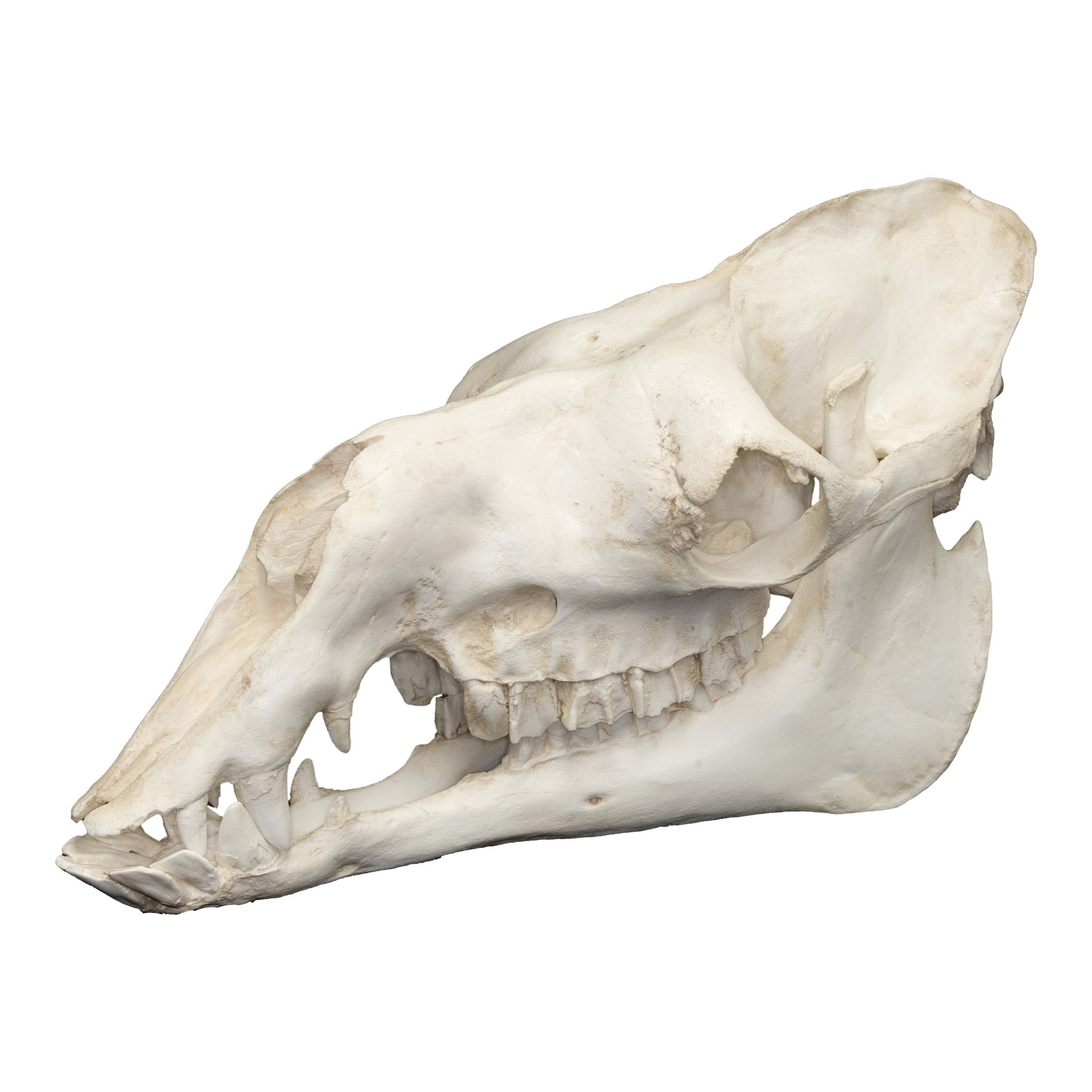 Replica Dromedary Camel Skull — Skulls Unlimited International, Inc.