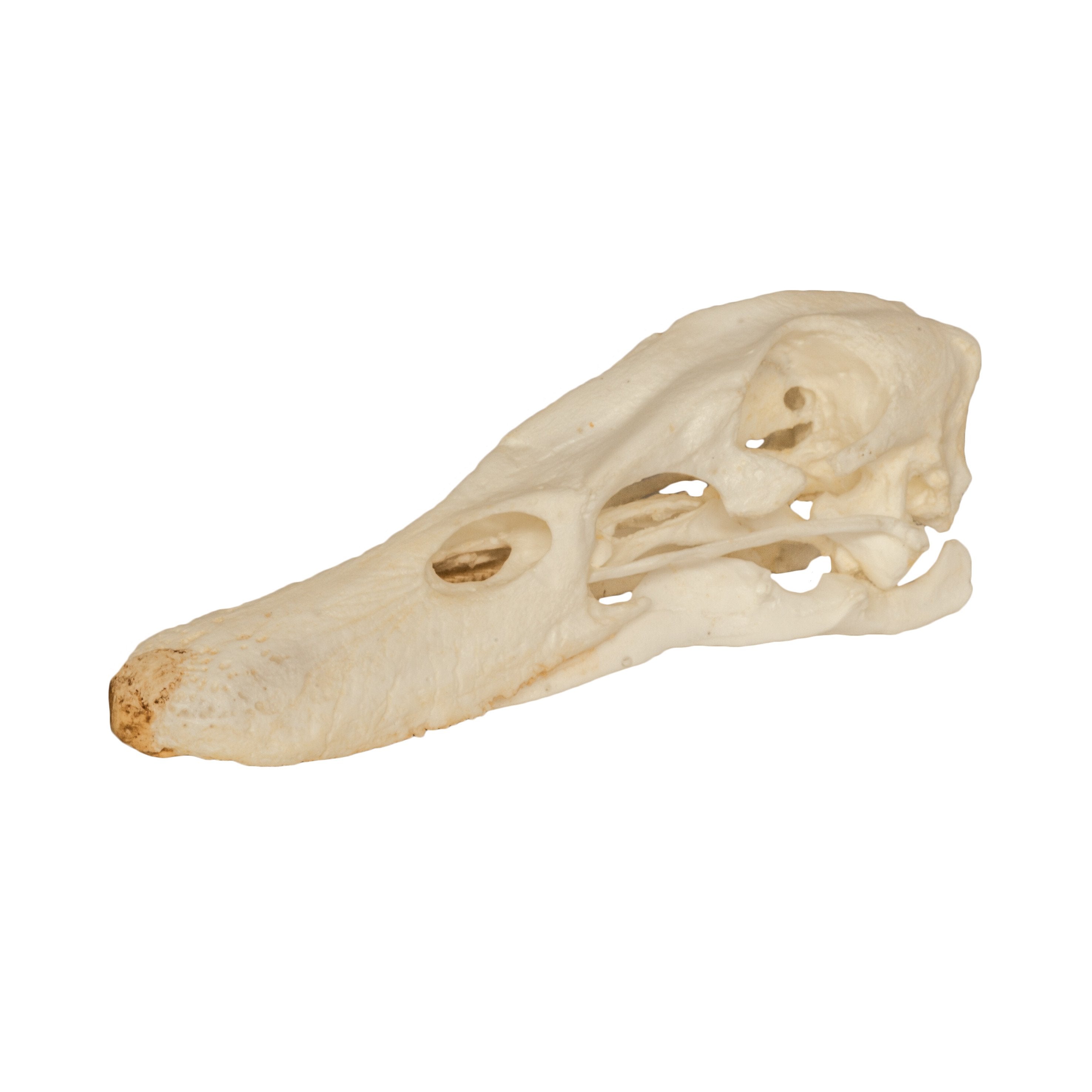 Duck Scull