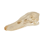 Replica Duck Skull For Sale — Skulls Unlimited International, Inc.