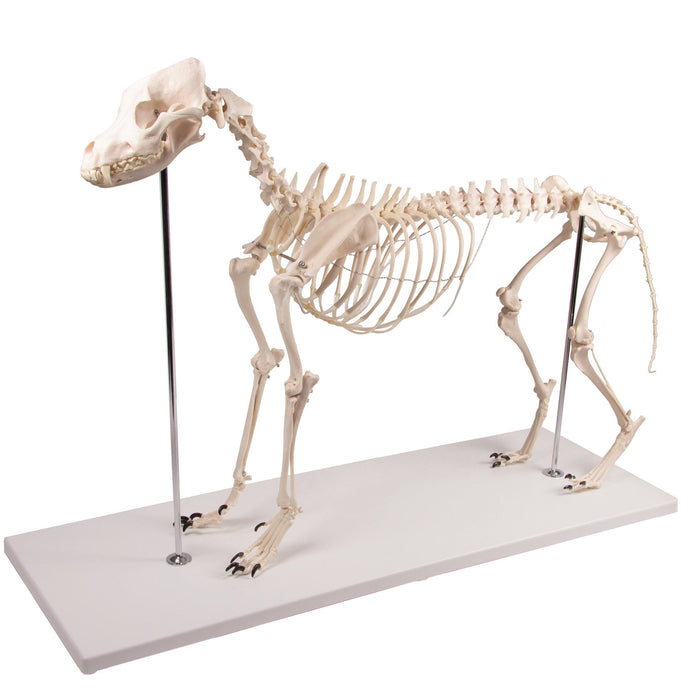 Replica Dog Skeleton "Olaf" — Skulls Unlimited International, Inc.