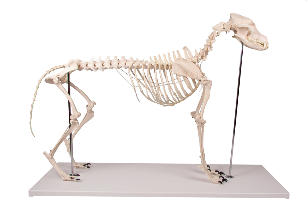 Replica Dog Skeleton "Olaf" — Skulls Unlimited International, Inc.