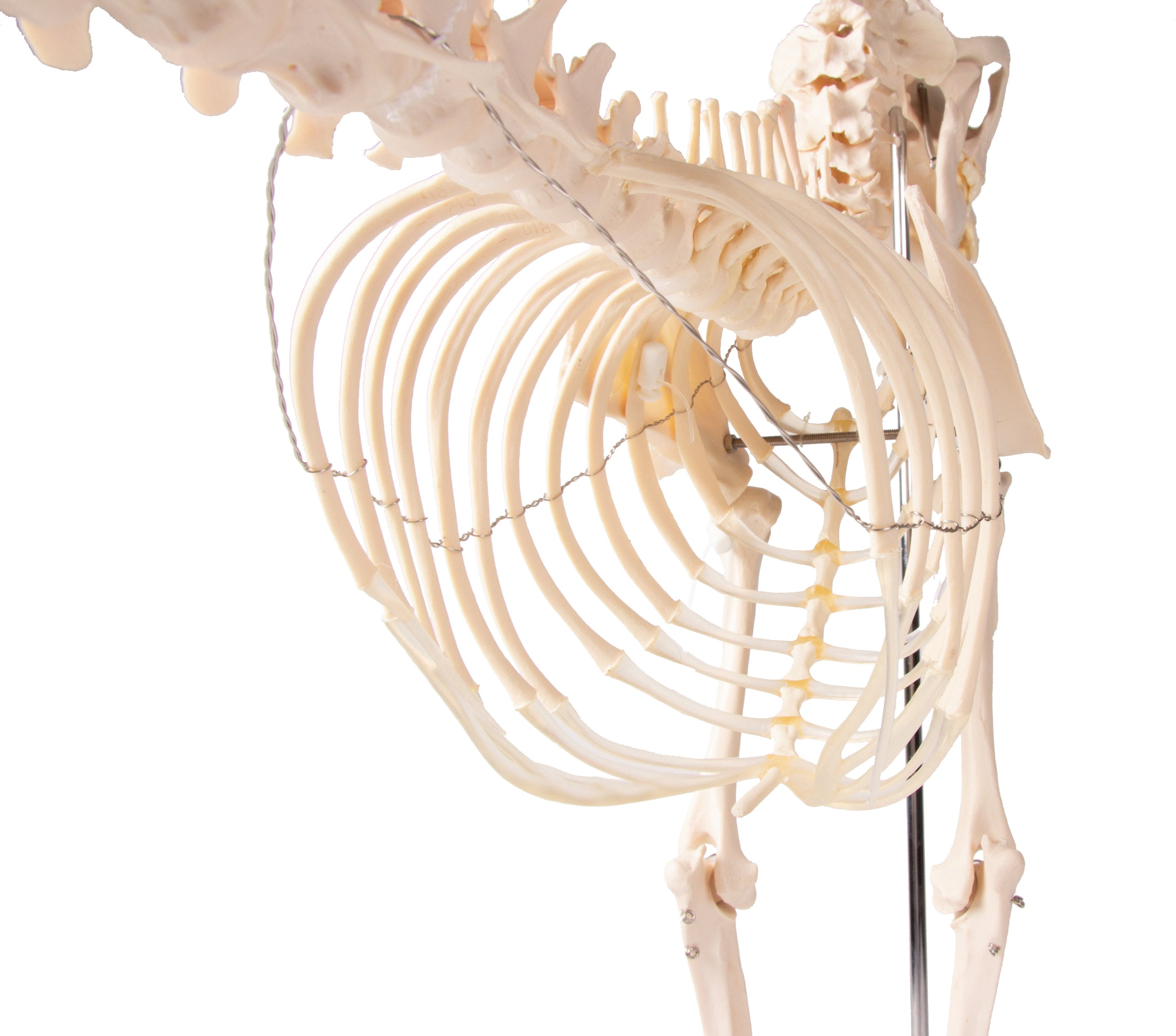 Replica Dog Skeleton "Olaf" — Skulls Unlimited International, Inc.