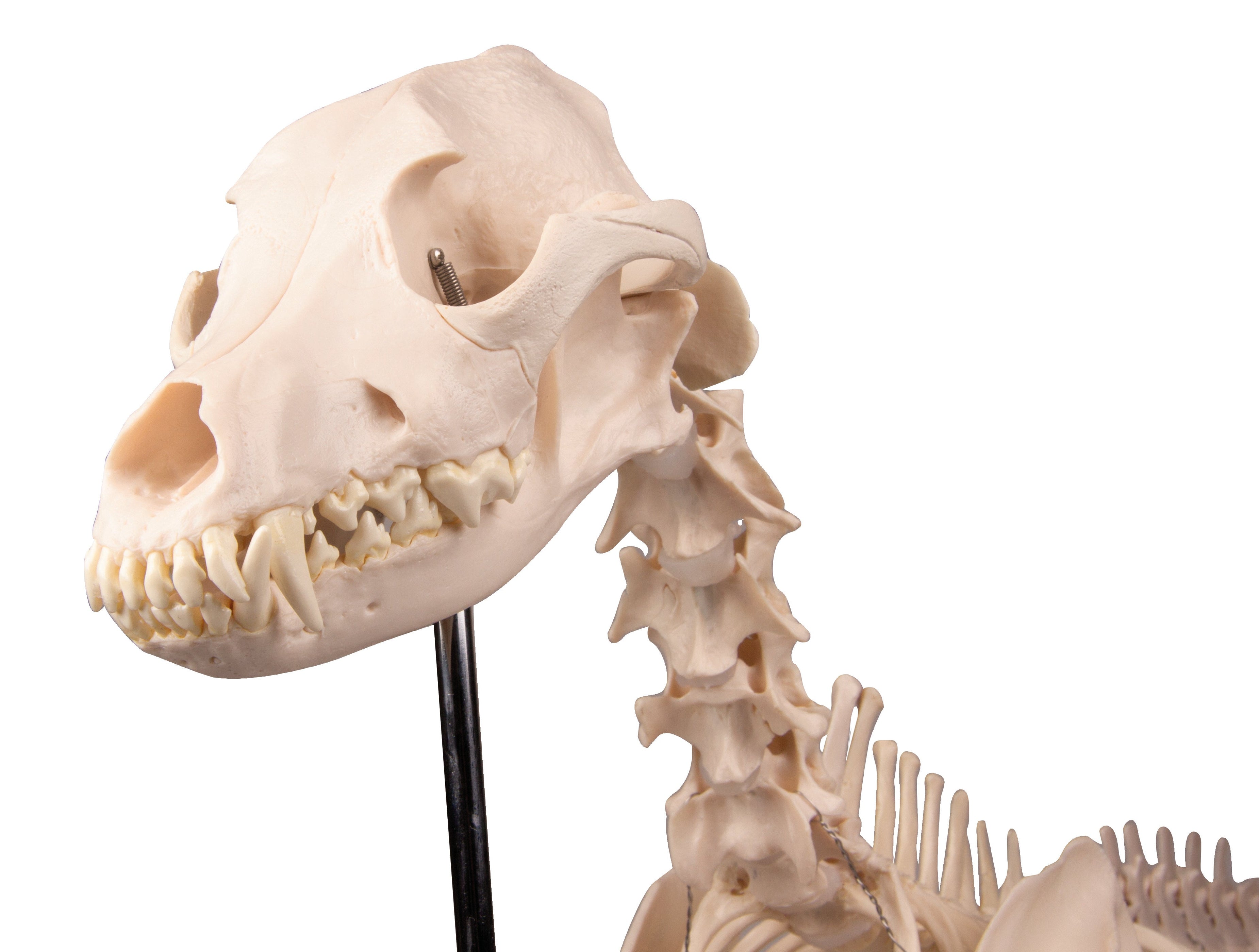 Replica Dog Skeleton "Olaf" — Skulls Unlimited International, Inc.