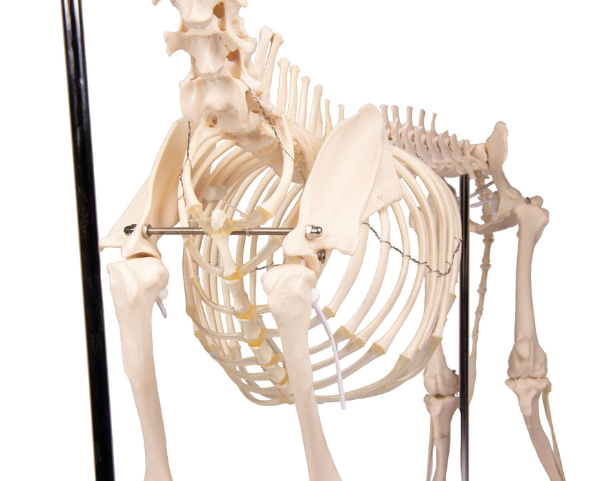 Replica Dog Skeleton "Olaf" — Skulls Unlimited International, Inc.