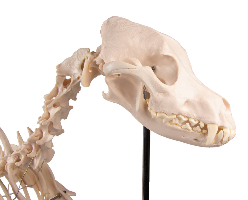 Replica Dog Skeleton "Olaf" — Skulls Unlimited International, Inc.