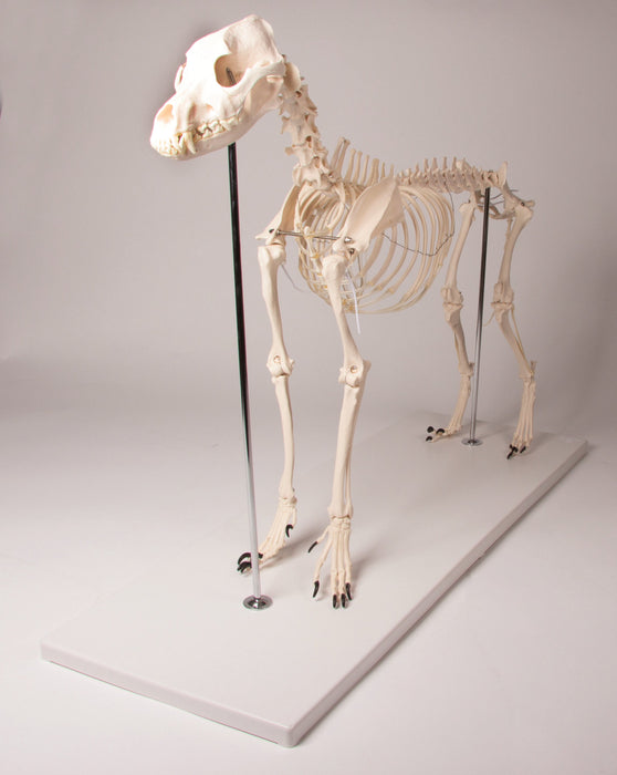 Replica Dog Skeleton "Olaf" — Skulls Unlimited International, Inc.