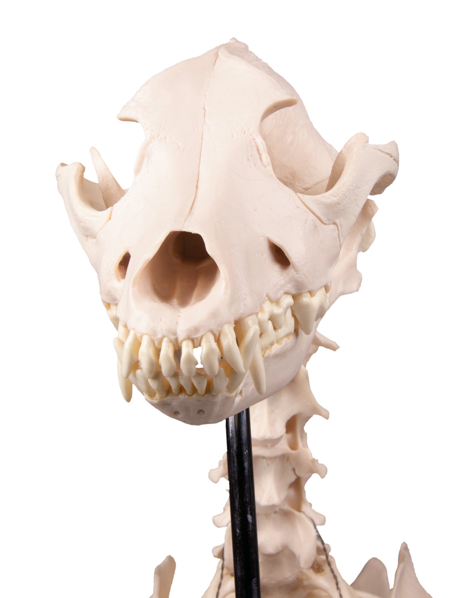 Replica Dog Skeleton "Olaf" — Skulls Unlimited International, Inc.