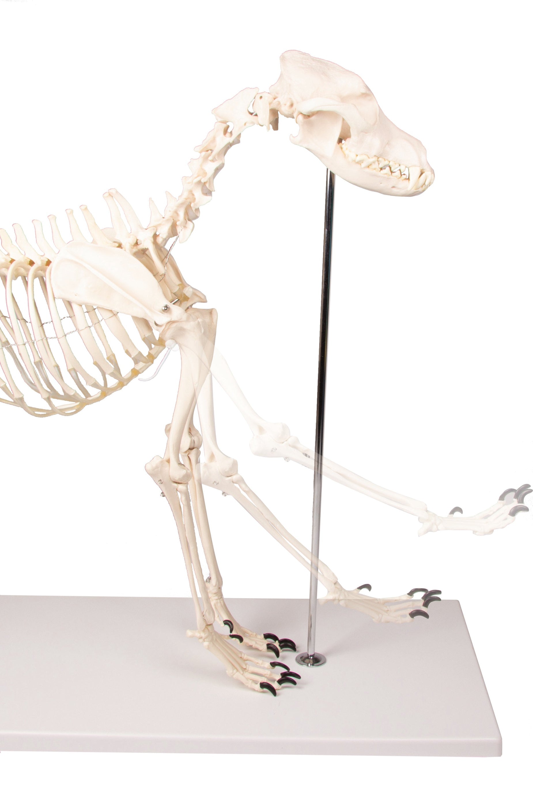 Replica Dog Skeleton "Olaf" — Skulls Unlimited International, Inc.