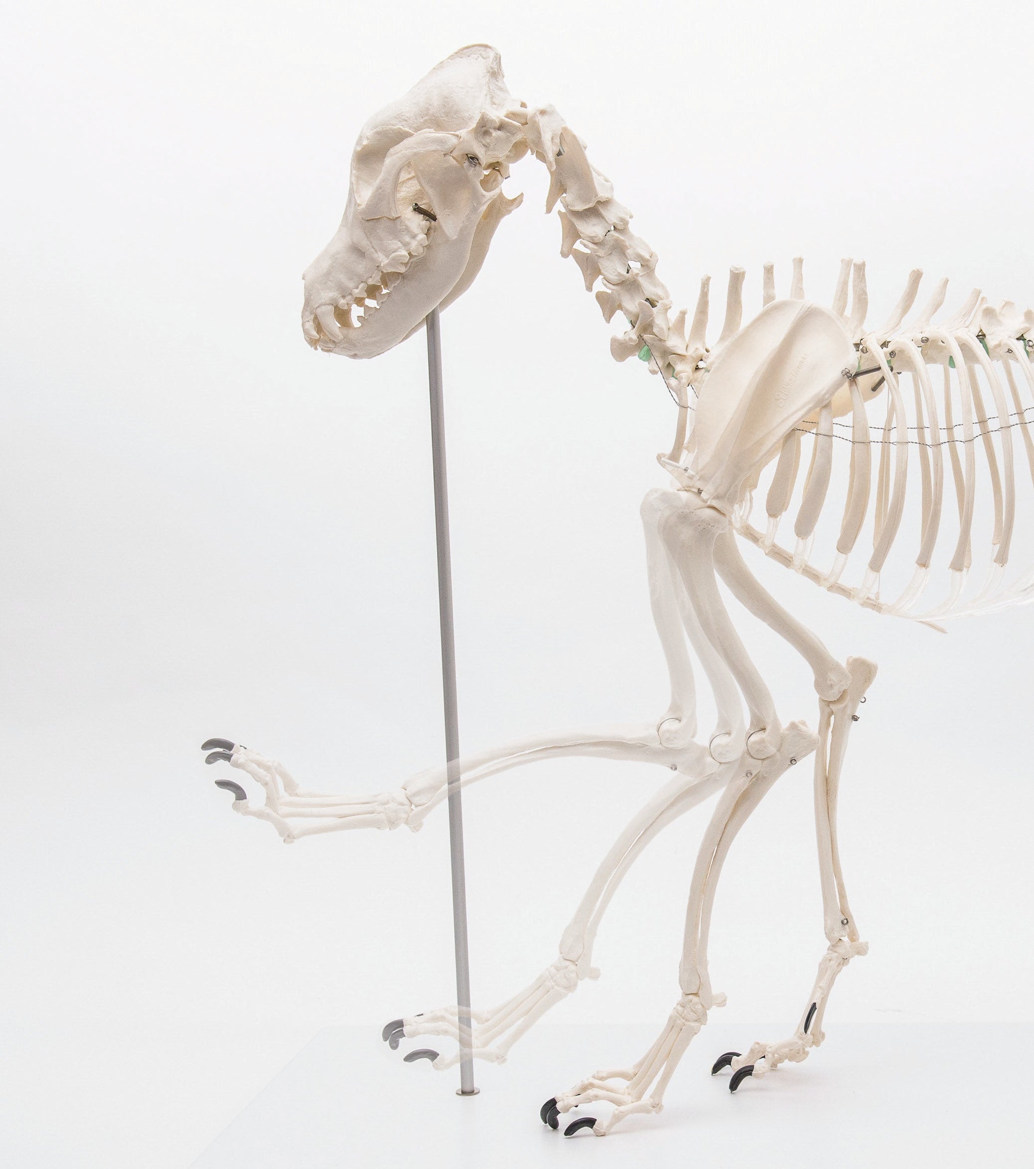 Replica Dog Skeleton "Olaf" — Skulls Unlimited International, Inc.
