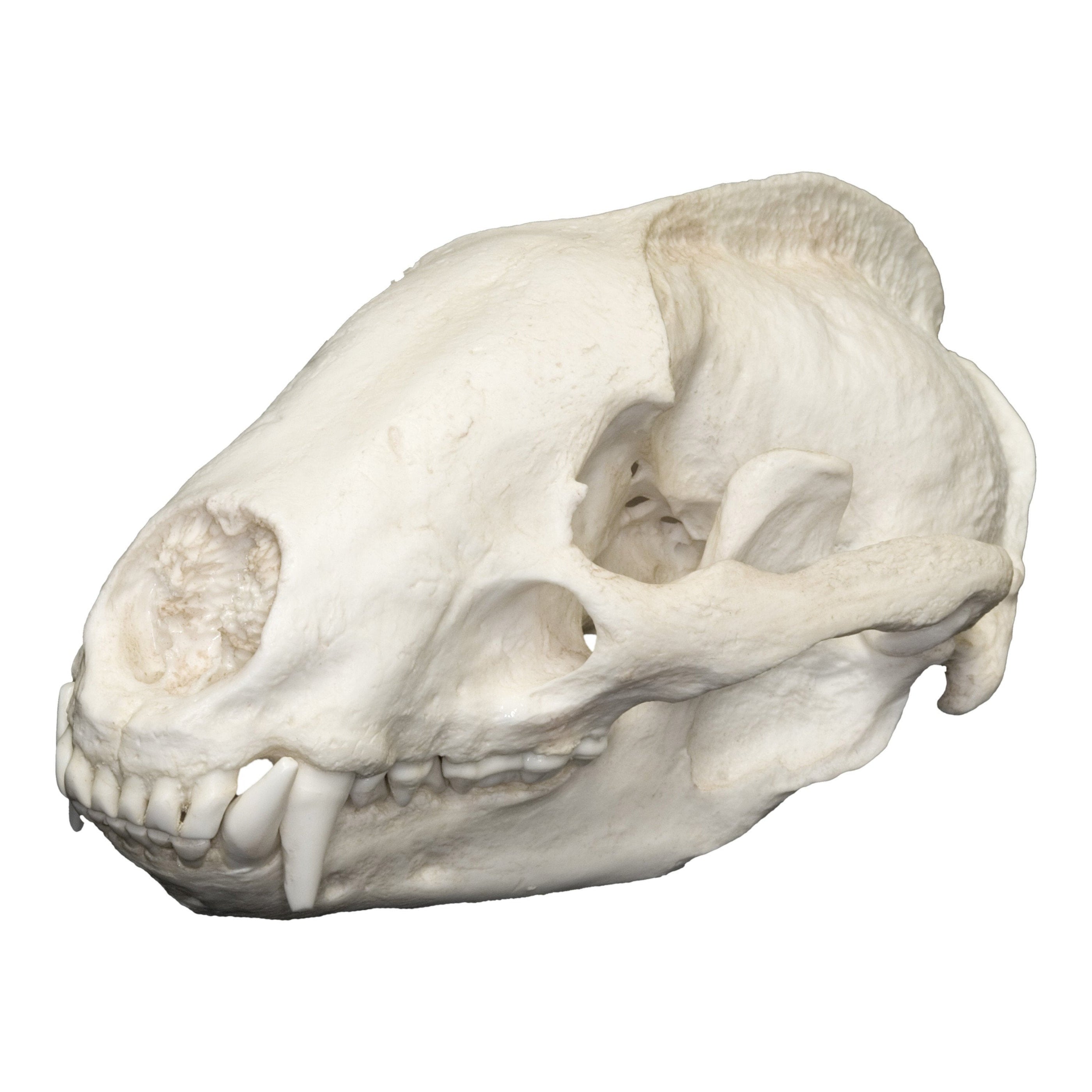 Replica European Badger Skull — Skulls Unlimited International, Inc.