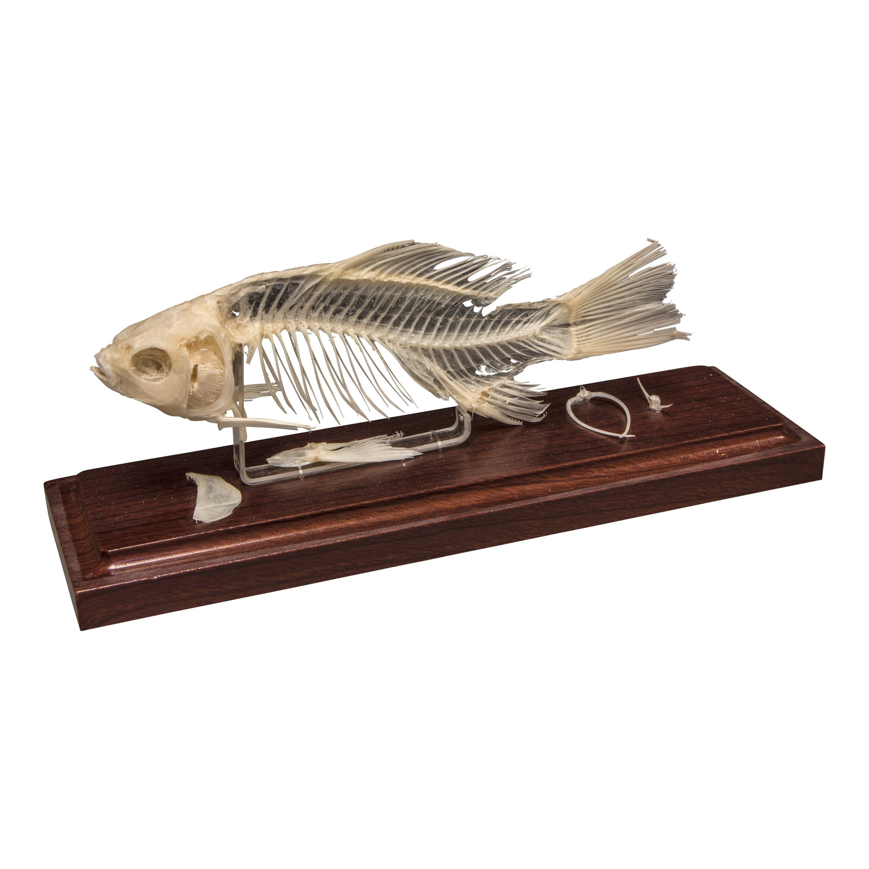 Real Fish Skeleton - Economy — Skulls Unlimited International, Inc.