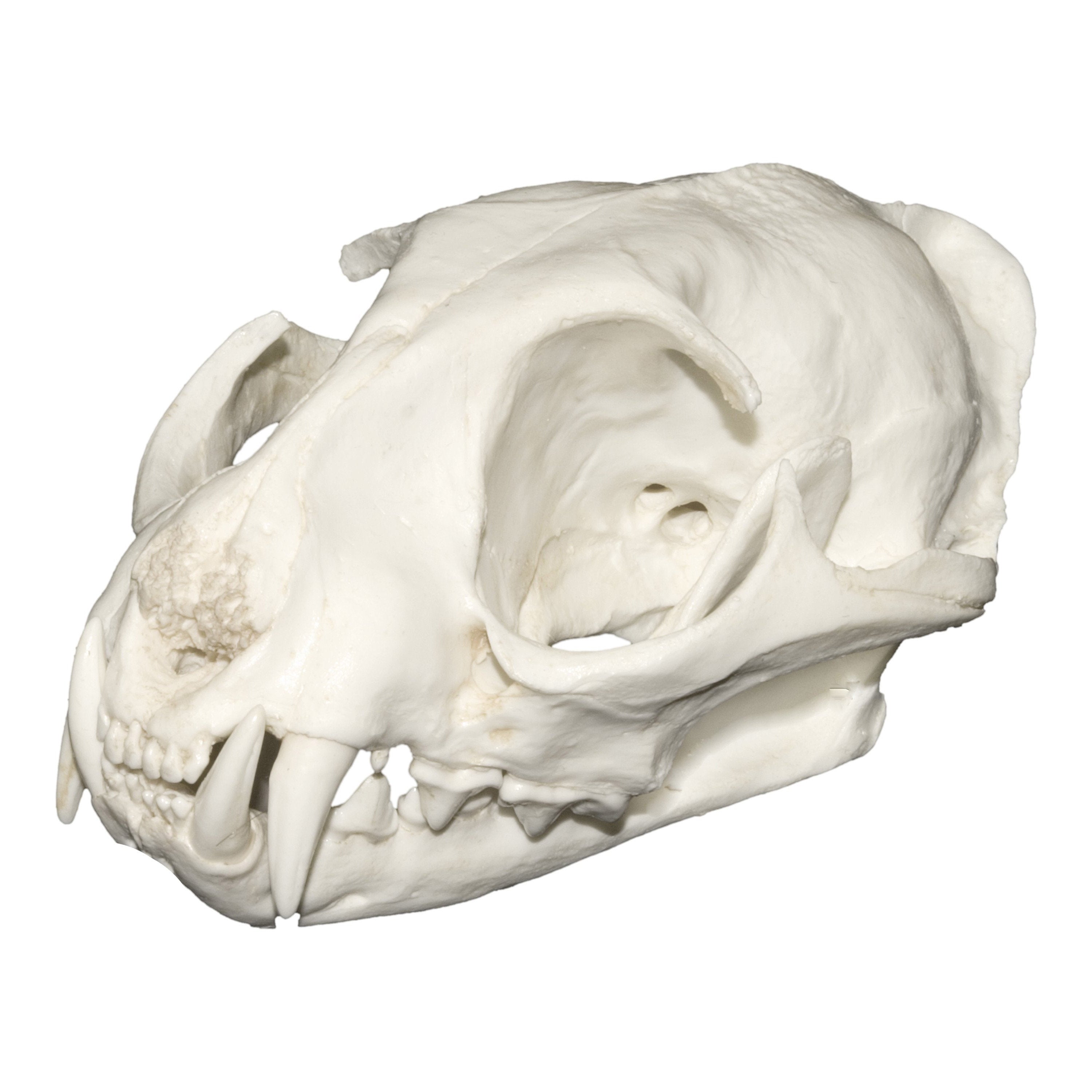 Replica Fishing Cat Skull — Skulls Unlimited International, Inc.