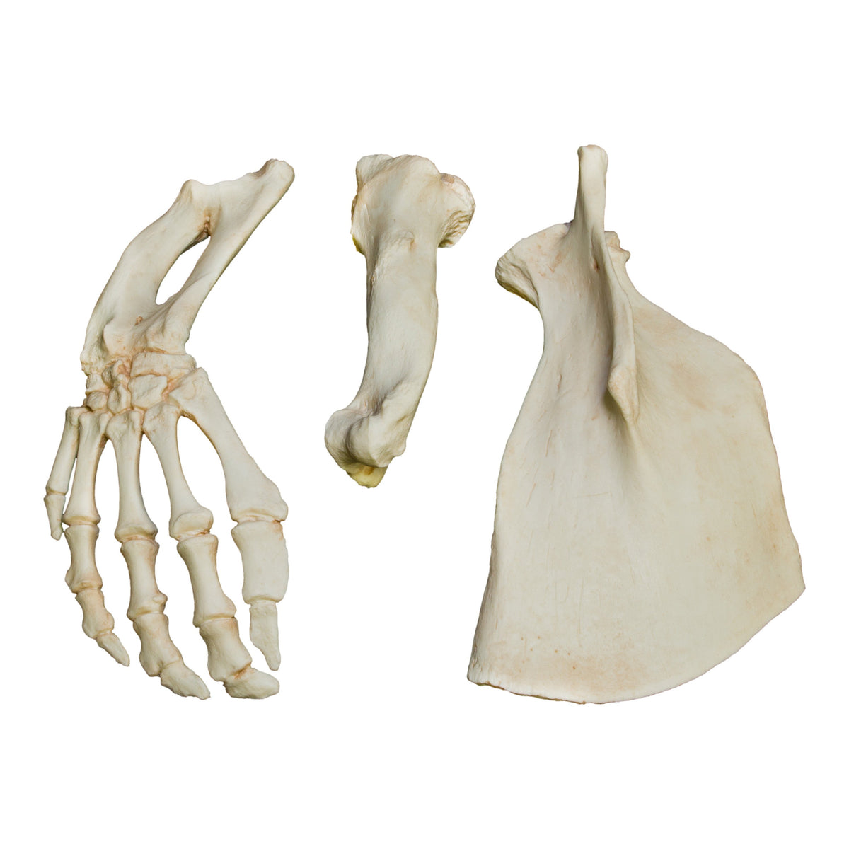 manatee fin bones