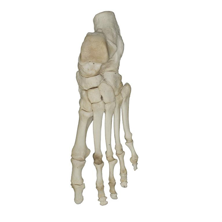 Real Human Foot For Sale — Skulls Unlimited International, Inc.