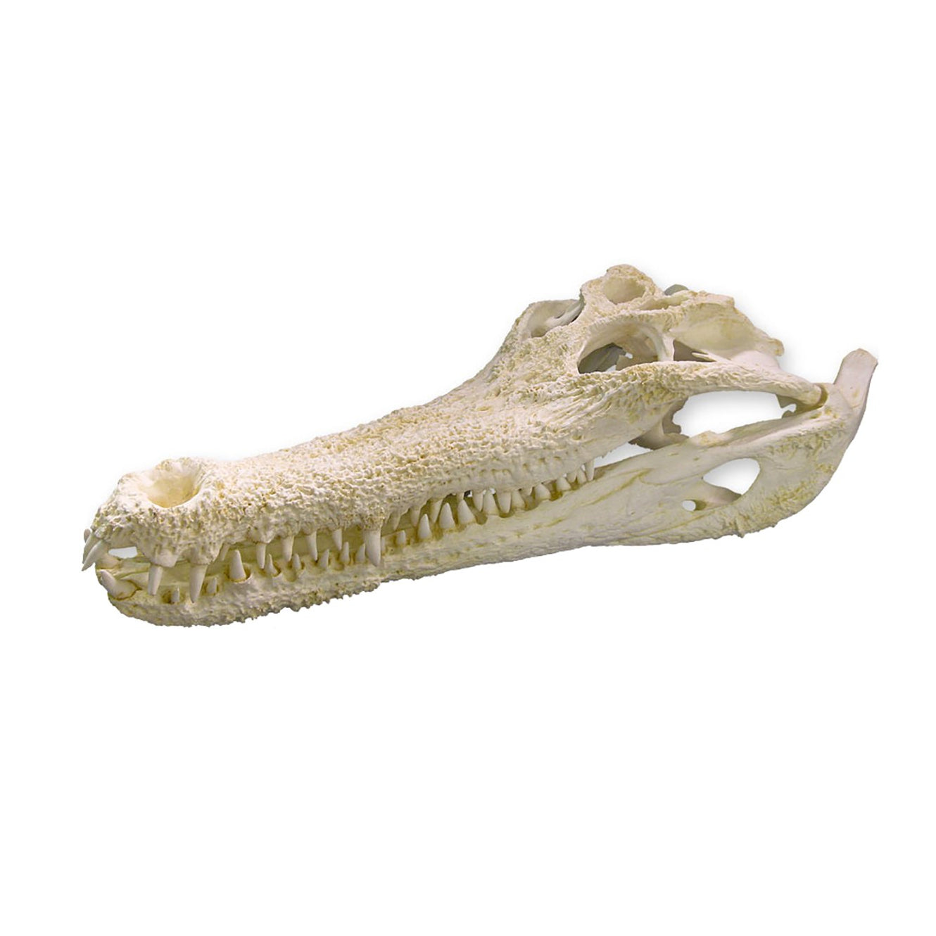 Replica False Gavial Skull (32.3 in.) — Skulls Unlimited International ...