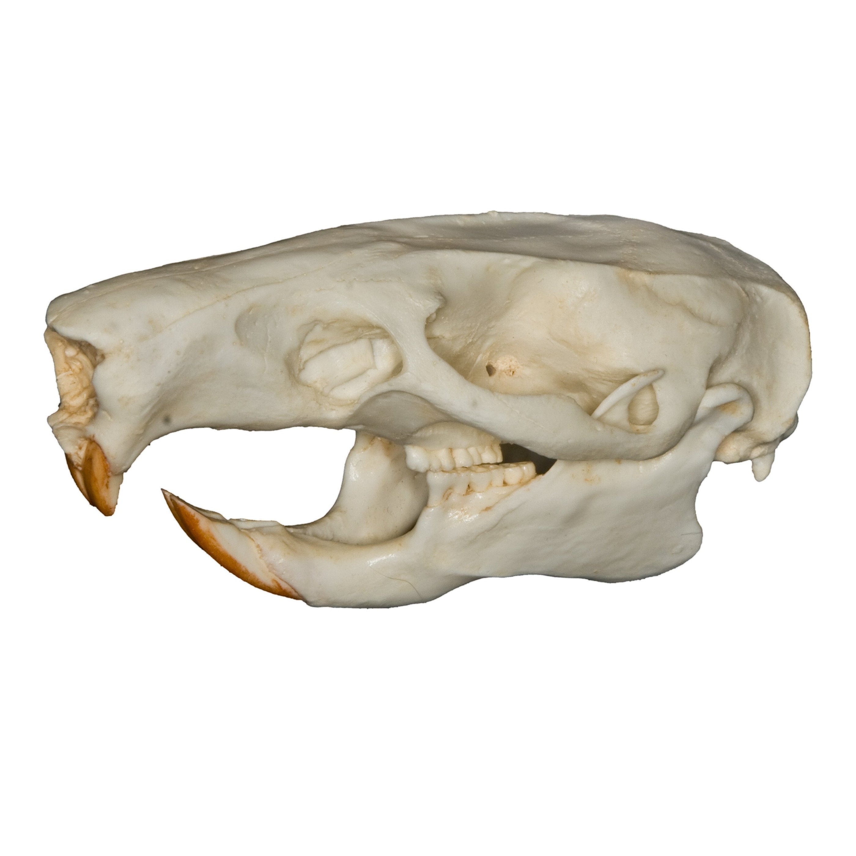 Replica Giant Pouched Rat Skull For Sale — Skulls Unlimited ...