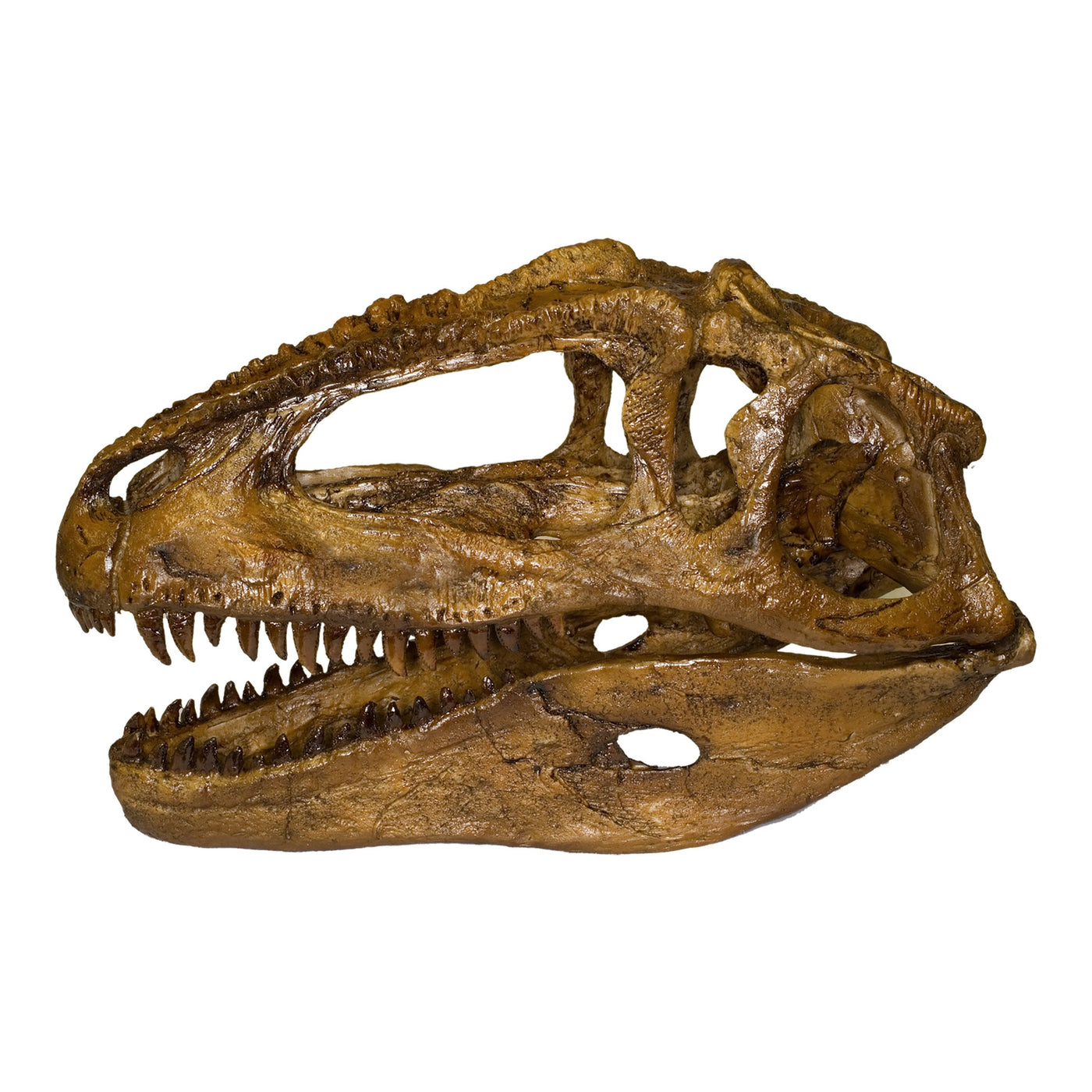 Replica Giganotosaurus (1/9 Actual Size) Skull For Sale — Skulls ...