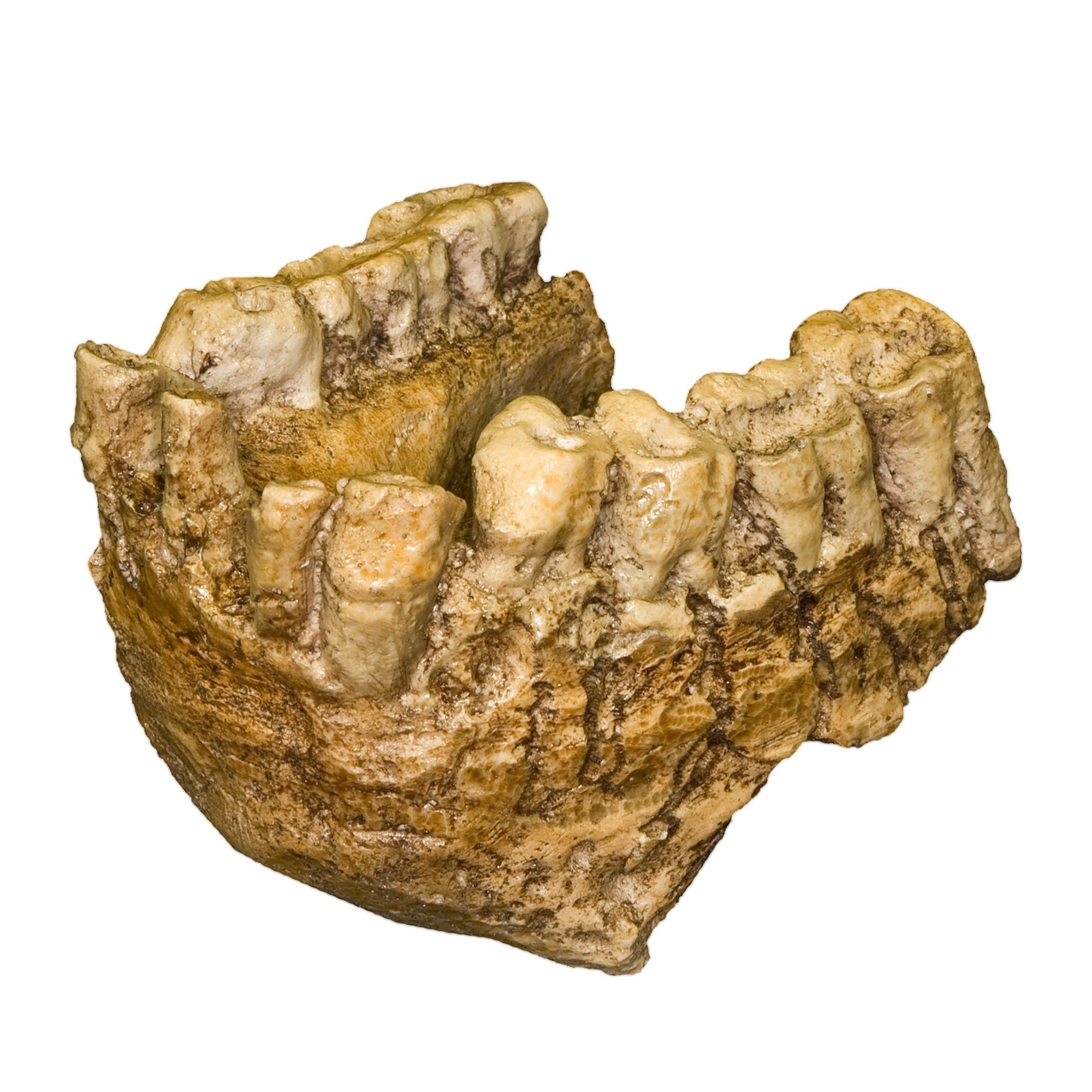 Replica Gigantopithecus Jaw For Sale — Skulls Unlimited International, Inc.