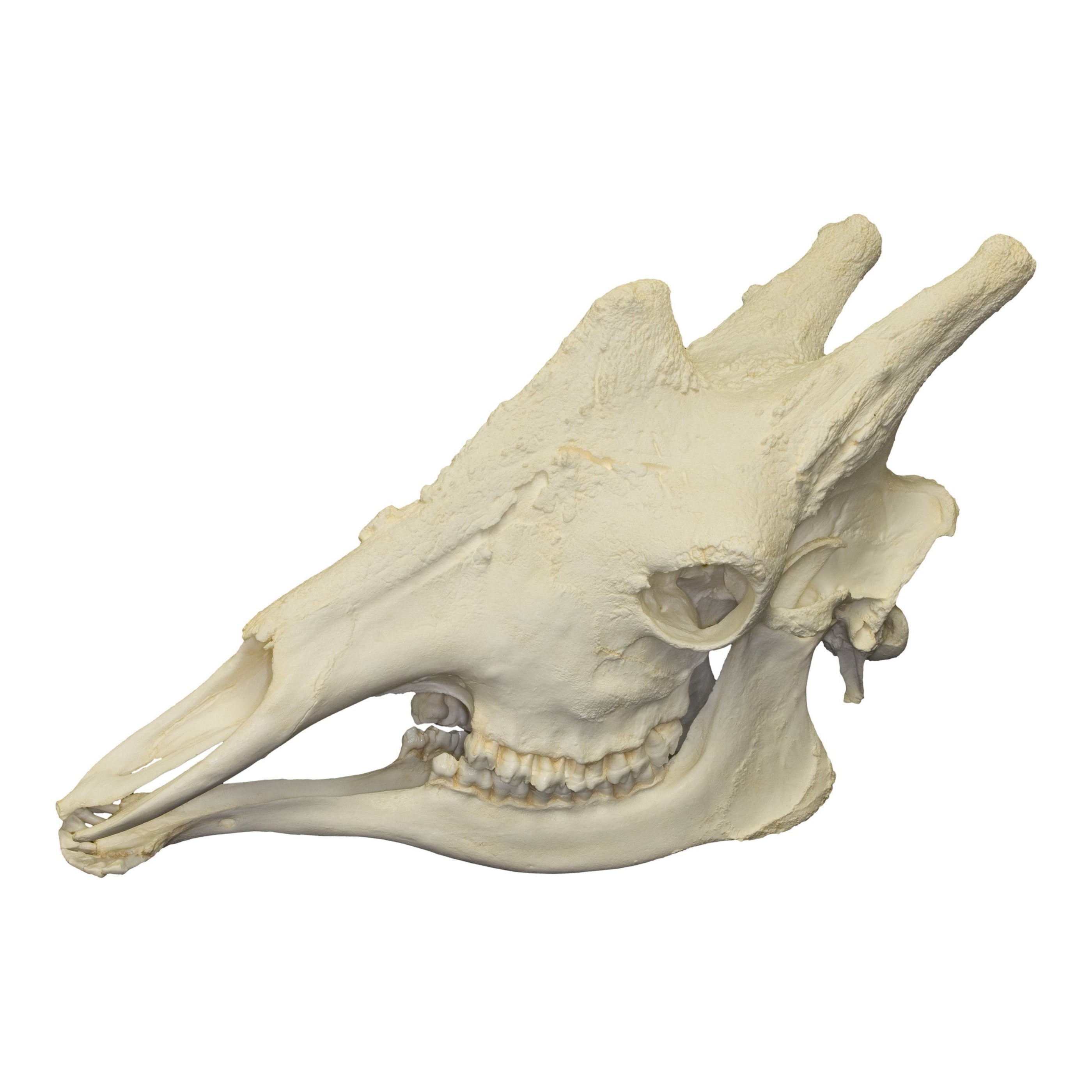 Replica Giraffe Skull For Sale — Skulls Unlimited International, Inc.