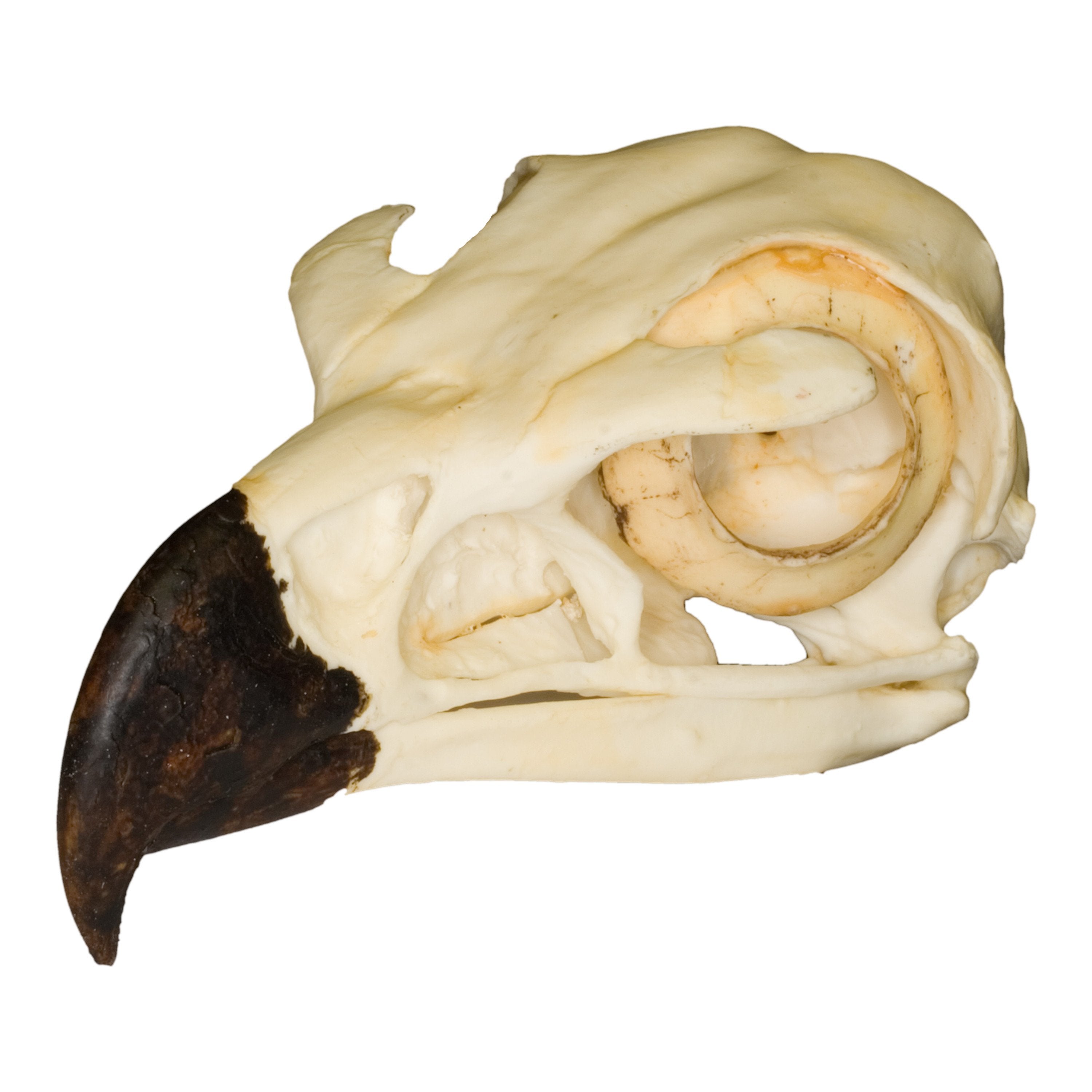 Eagle Skull Front