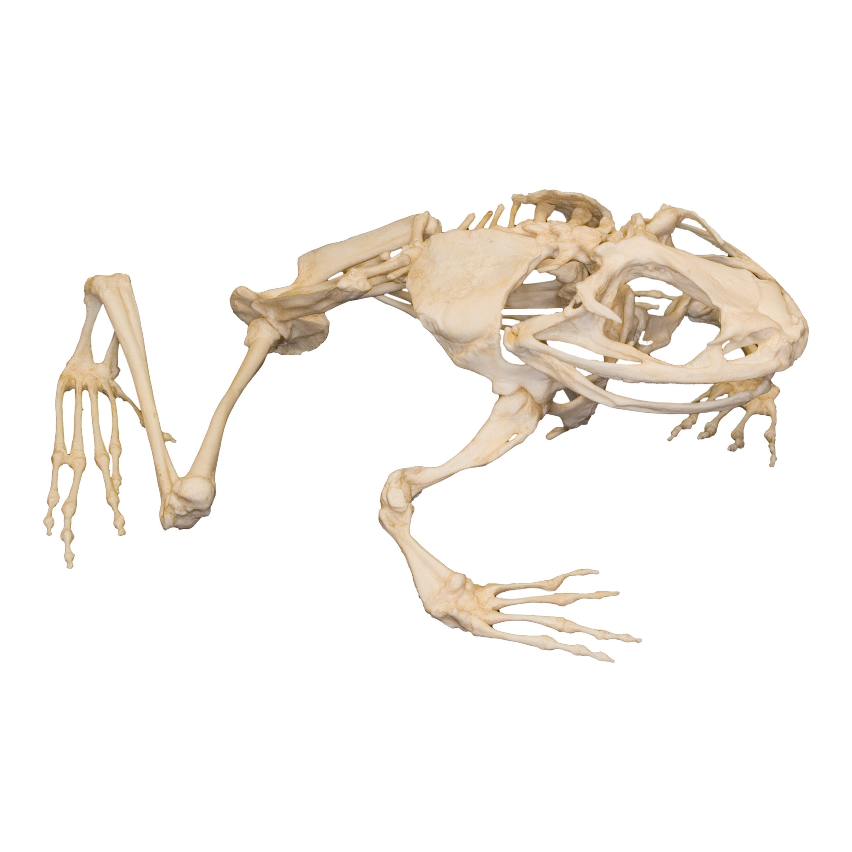 Goliath Frog Skull - The goliath frog, named for its enormous size ...