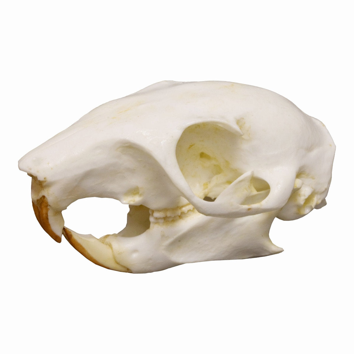 Replica Tree Squirrel Skull For Sale — Skulls Unlimited International, Inc.