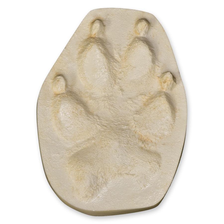 Gray Wolf Footprint For Sale — Skulls Unlimited International, Inc.