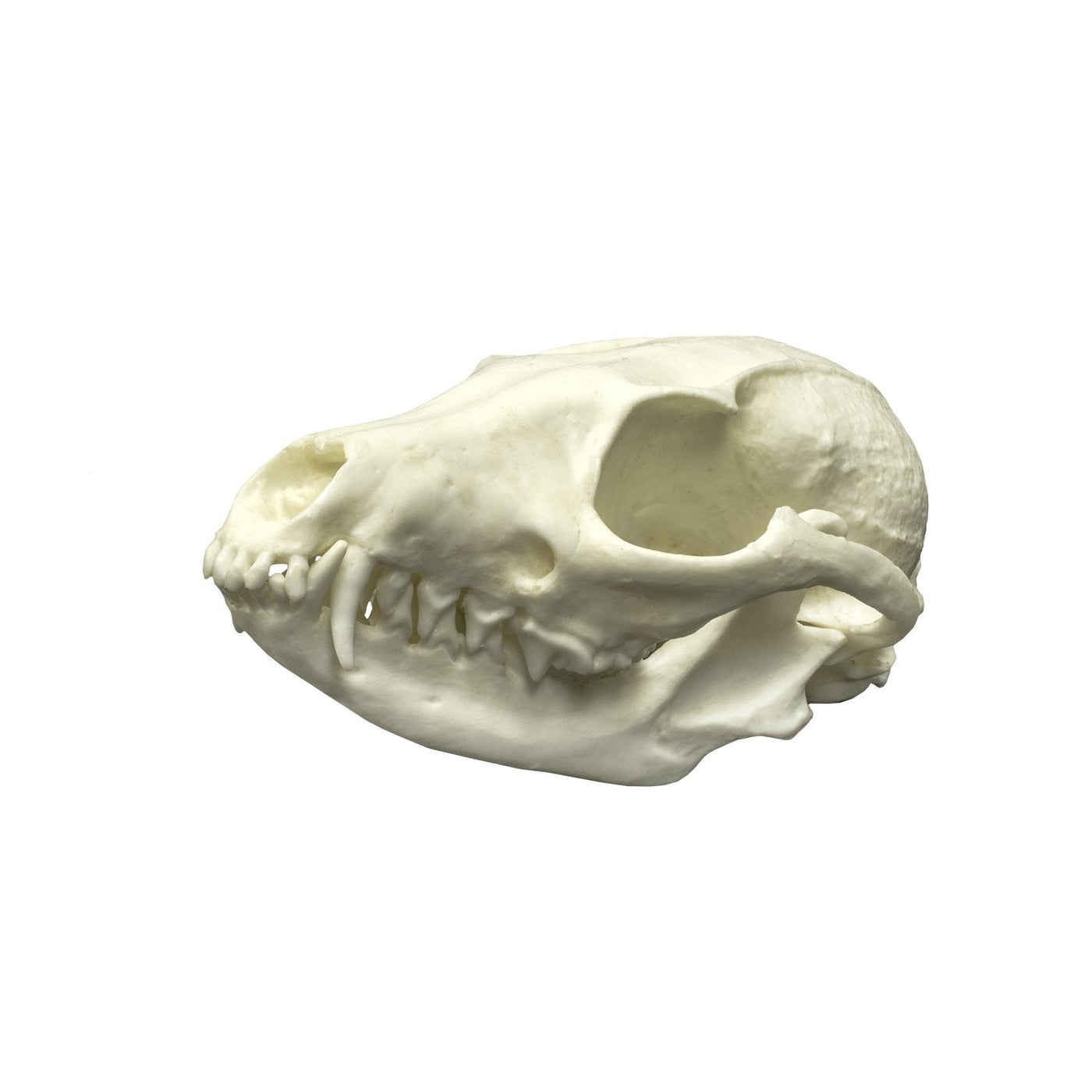 Replica Gray Fox Skull — Skulls Unlimited International, Inc.