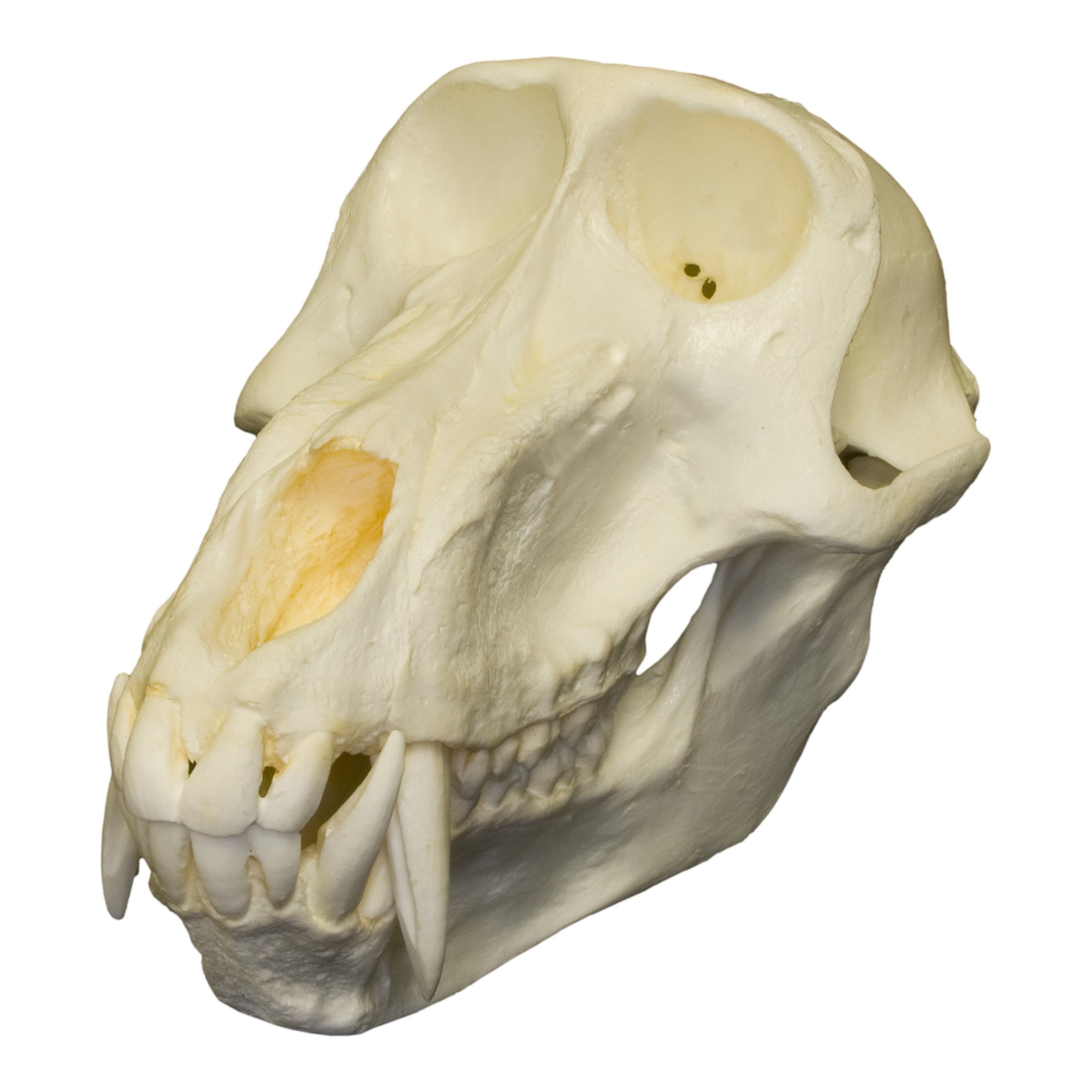 Replica Hamadryas Baboon Skull (Male) — Skulls Unlimited International ...