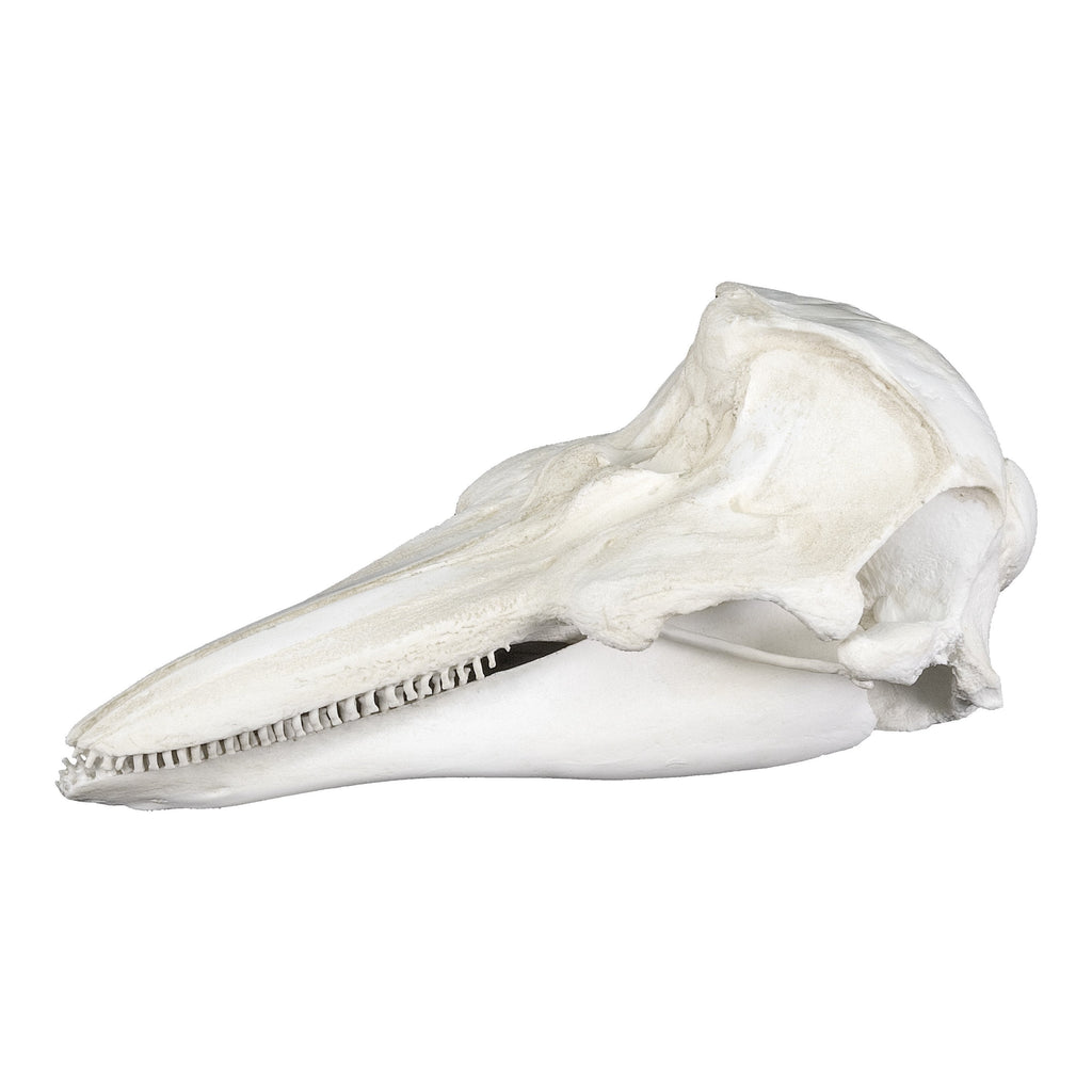 Harbor Porpoise Skeleton