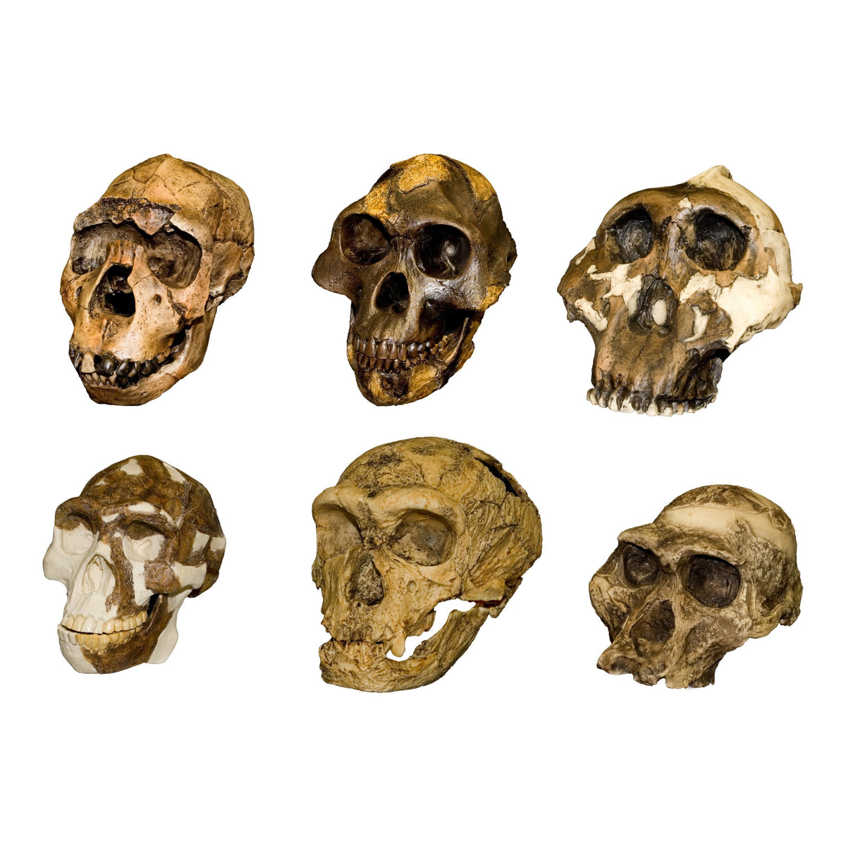 Replica Hominid Skulls - Set of Six — Skulls Unlimited International, Inc.