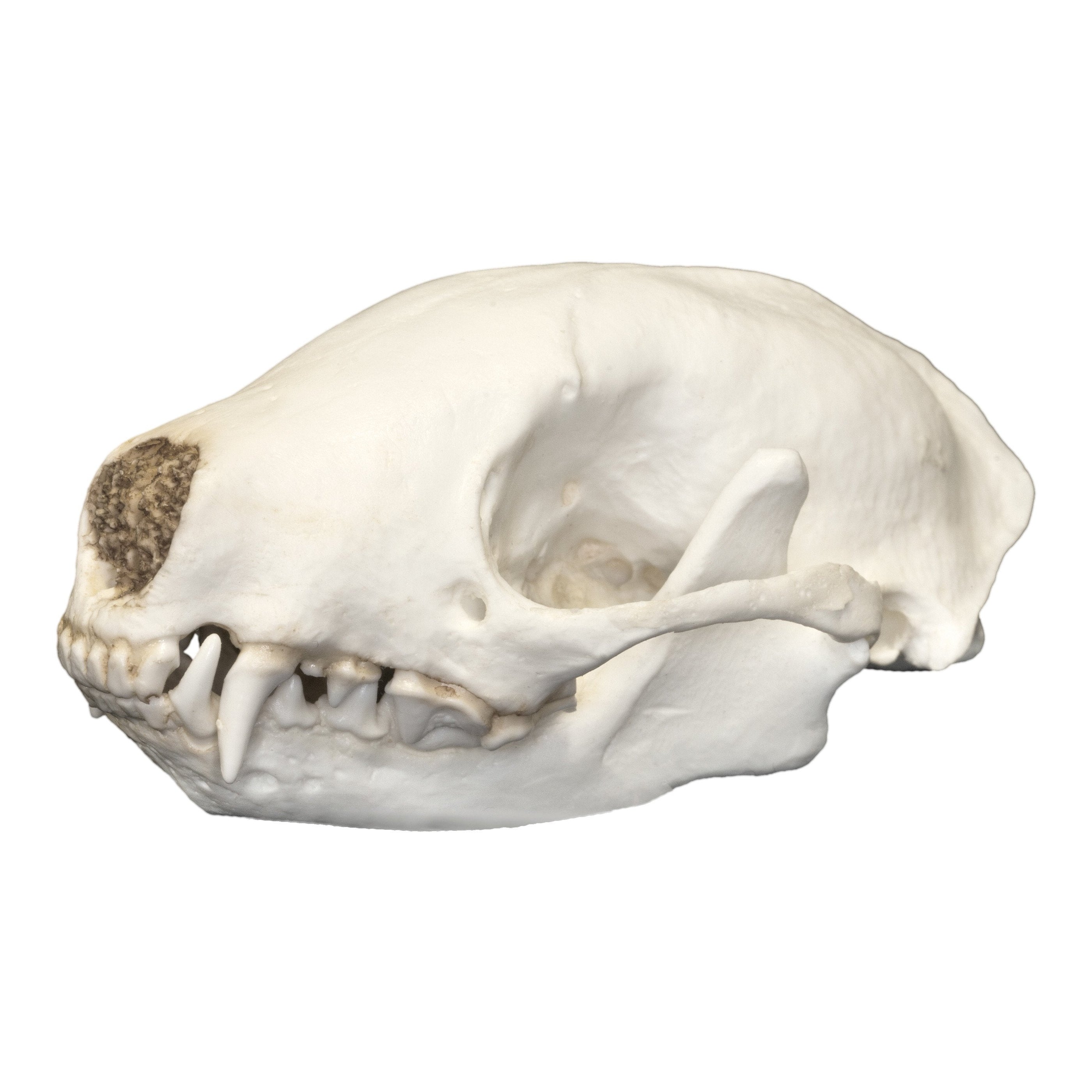 Replica Hooded Skunk Skull — Skulls Unlimited International, Inc.