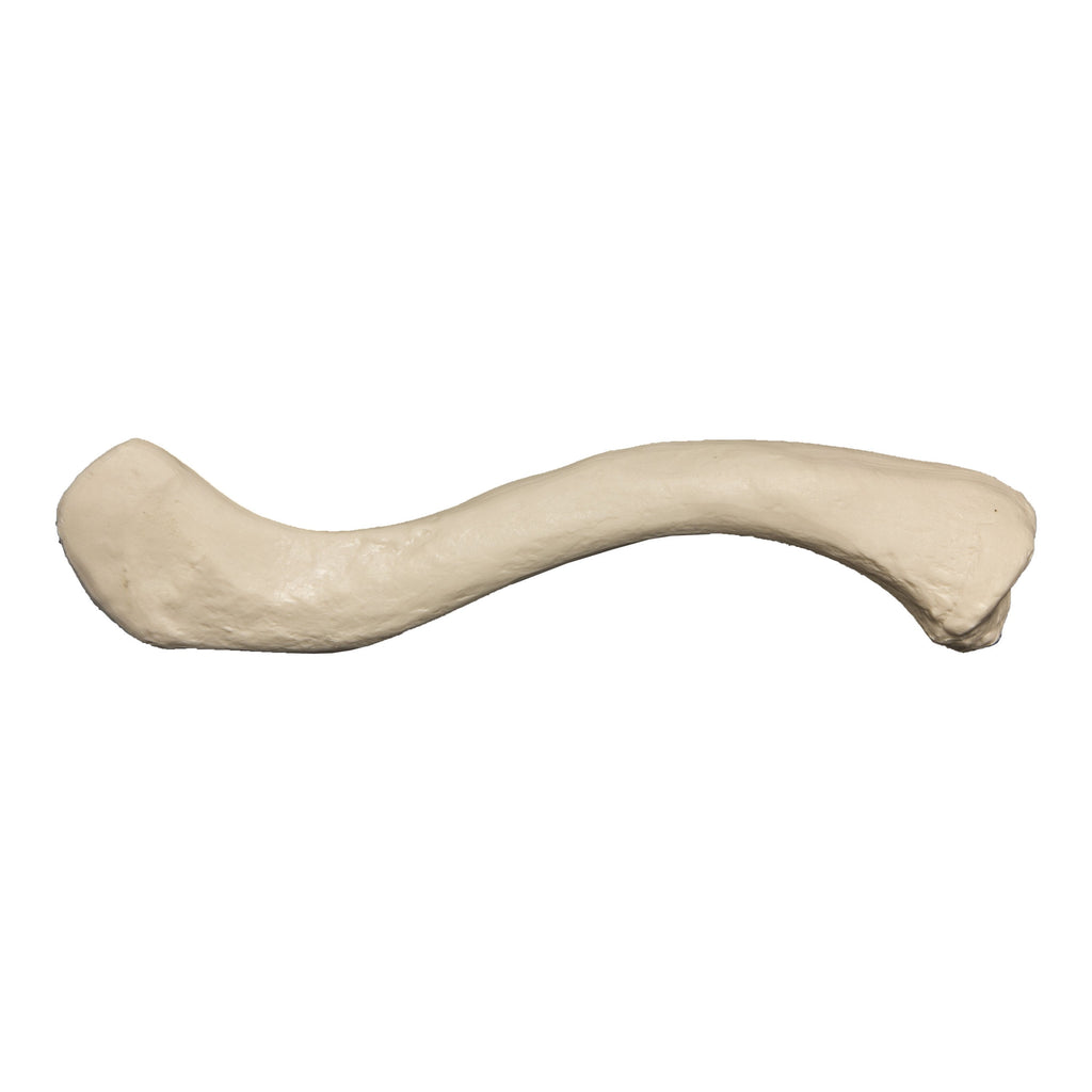 Clavicle