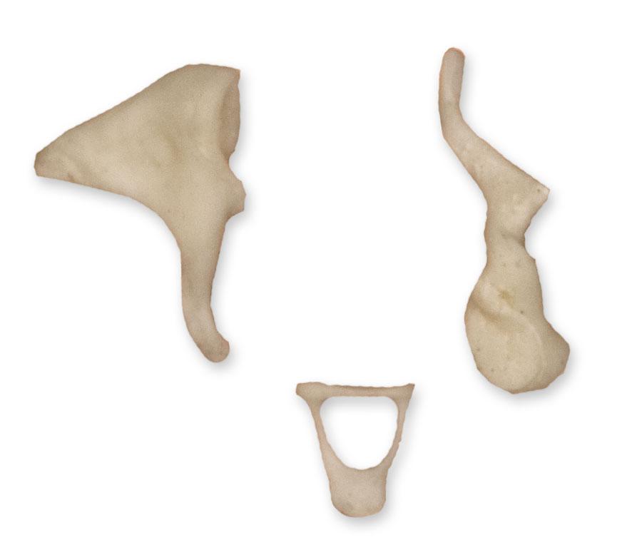 [Waybound] ok but seriously. The Bones... : r/Iteration110Cradle