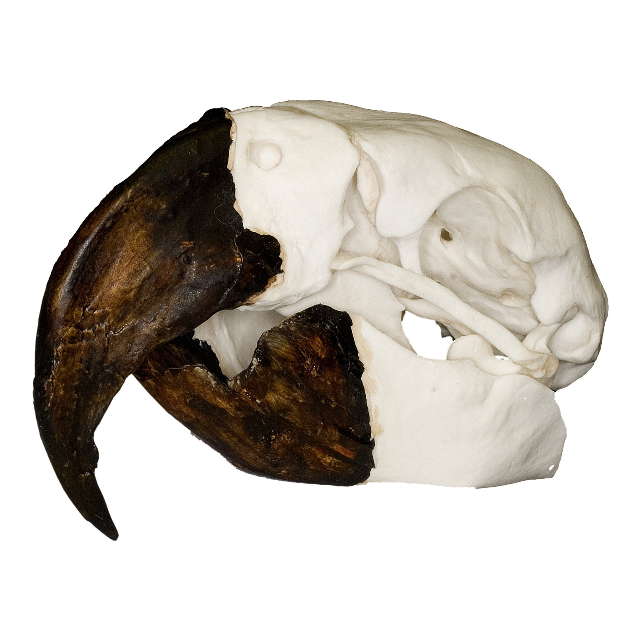 Replica Hyacinth Macaw Skull — Skulls Unlimited International, Inc.