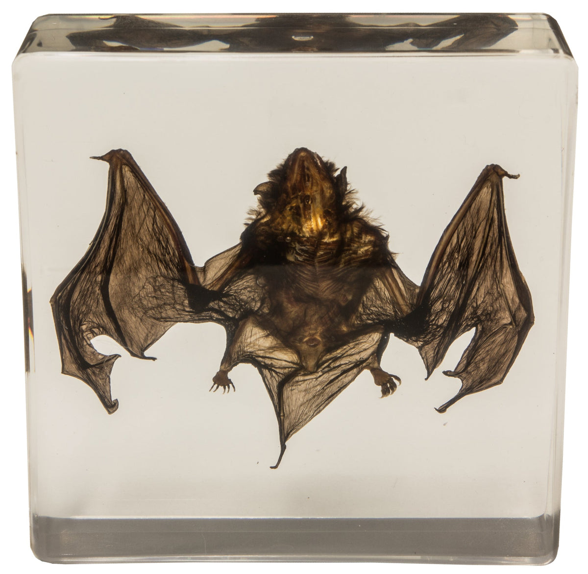 Real Bat in Acrylic Display (Small) — Skulls Unlimited International, Inc.