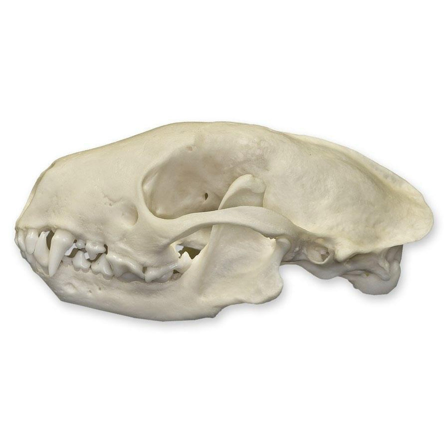 Real Striped Skunk Skull — Skulls Unlimited International, Inc.