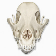 Real Domestic Dog Skull — Skulls Unlimited International, Inc.